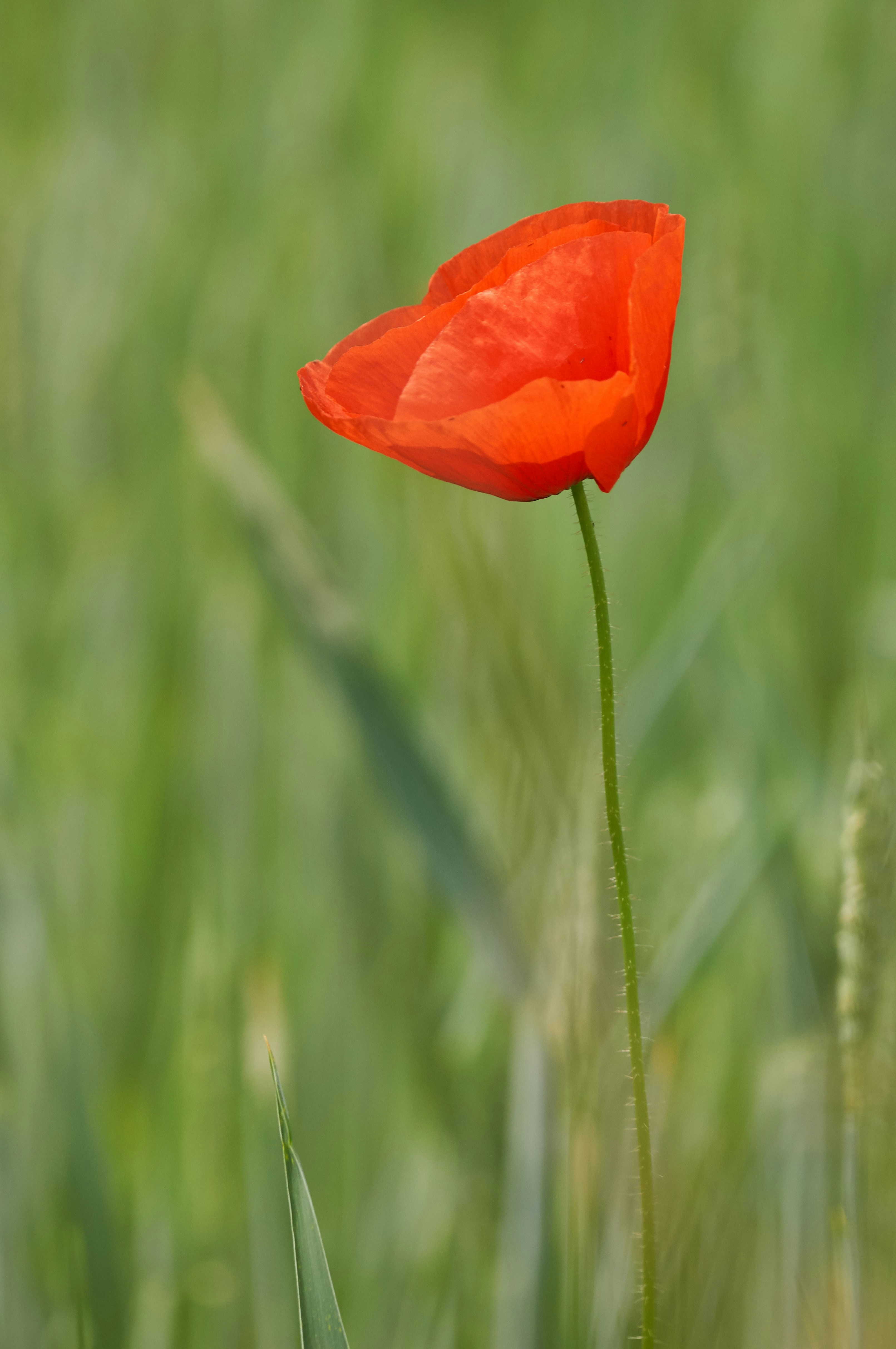 Scarlet Poppy Cutting Through a Sea of Green