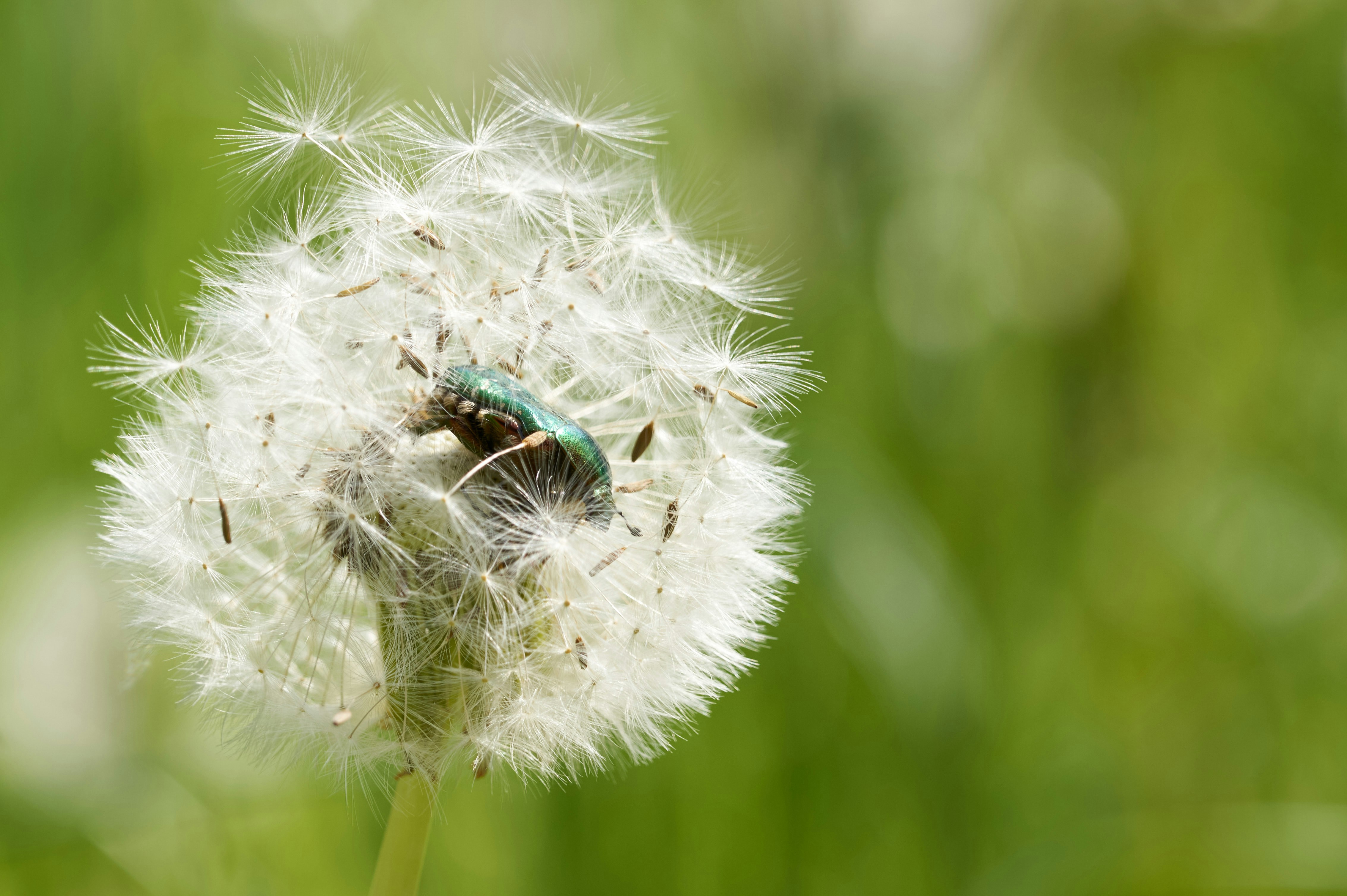 Photo by Wolfgang Hasselmann with Sony Alpha 550