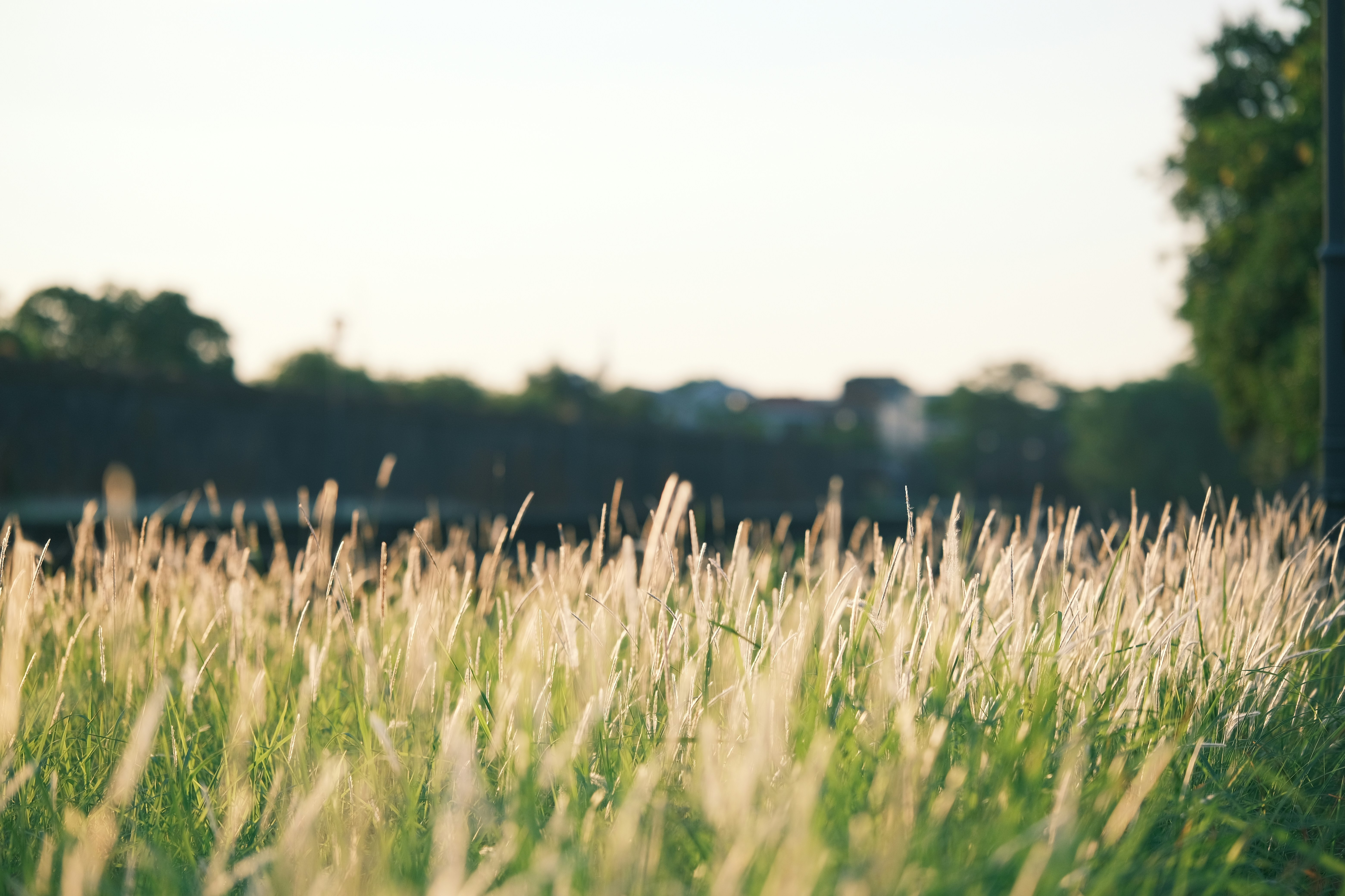 A field of tall grass with trees in the background