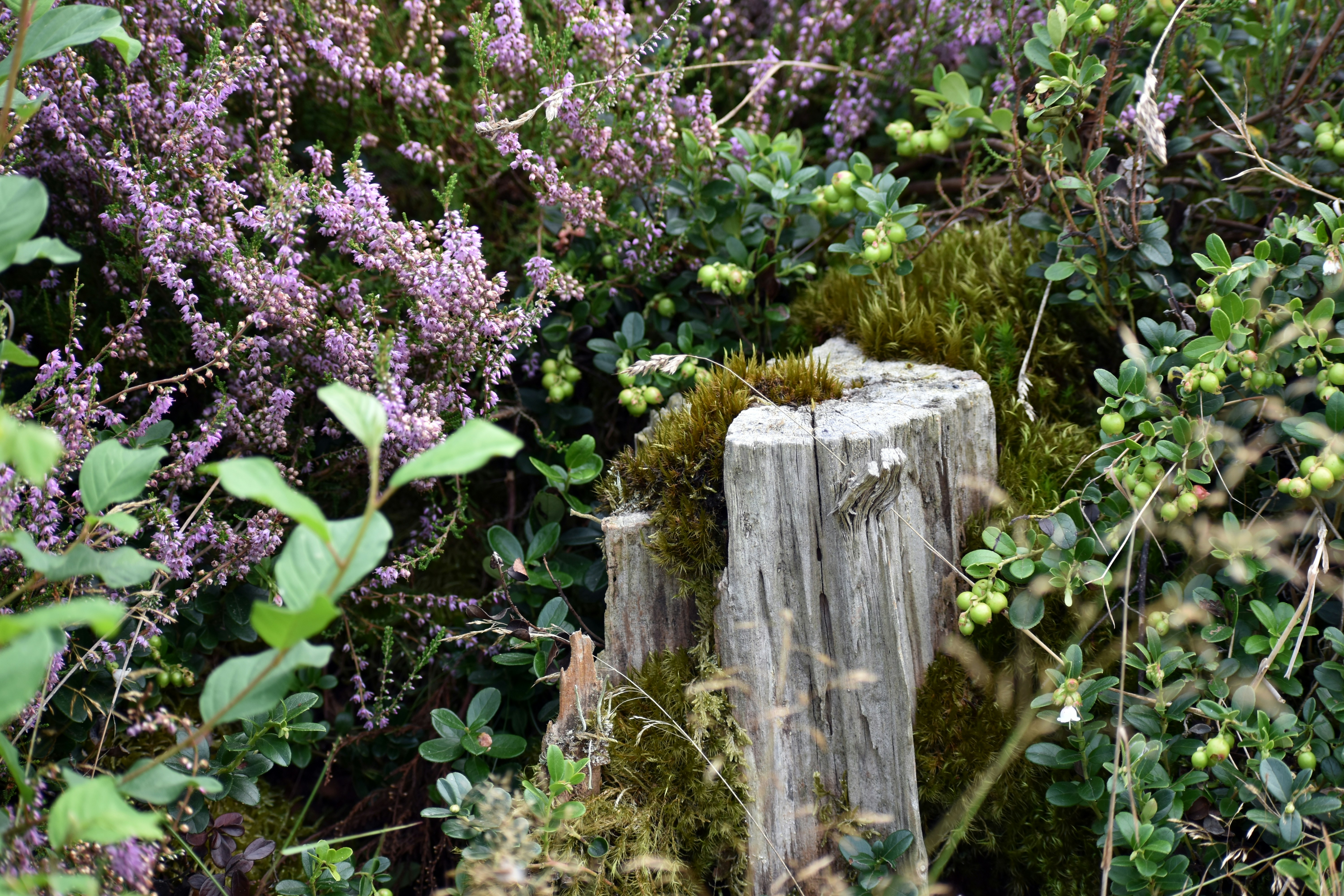 Embriología y Gametogénesis