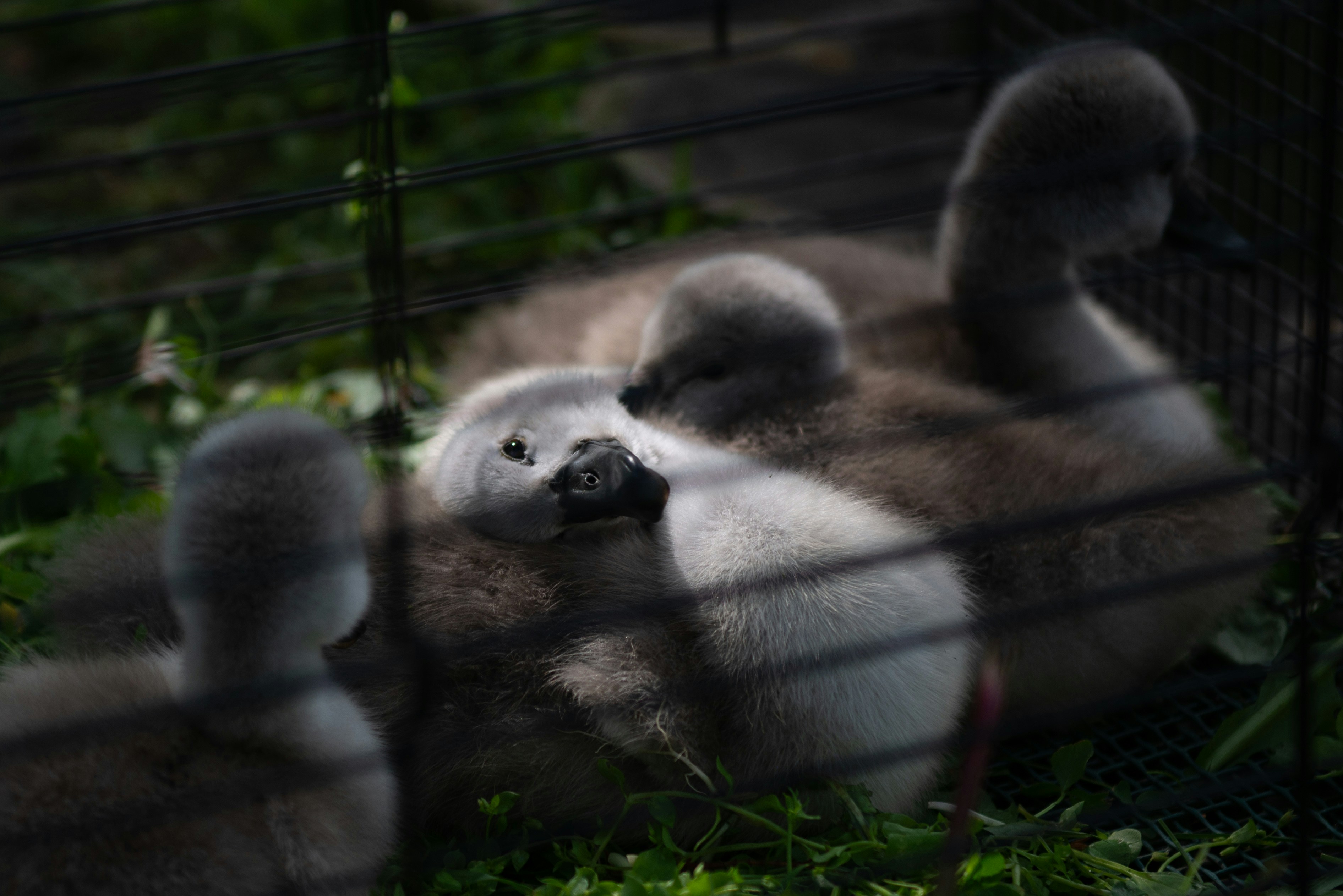 Lemur Kit in Soft Shadow: A Quiet Gaze Behind Cage Grills