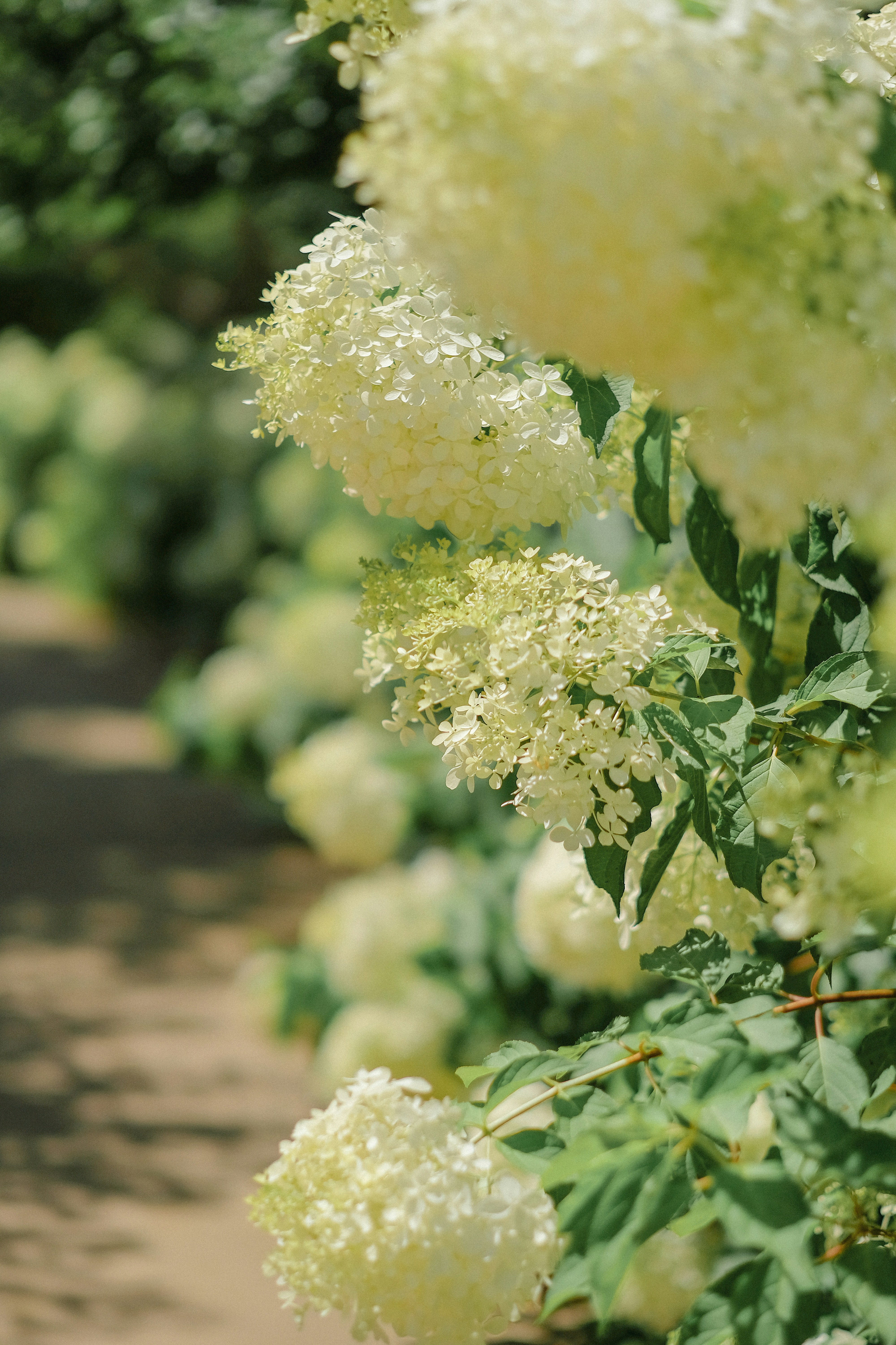 Foto Seikat bunga yang ada di pohon – Gambar Bunga Gratis di Unsplash