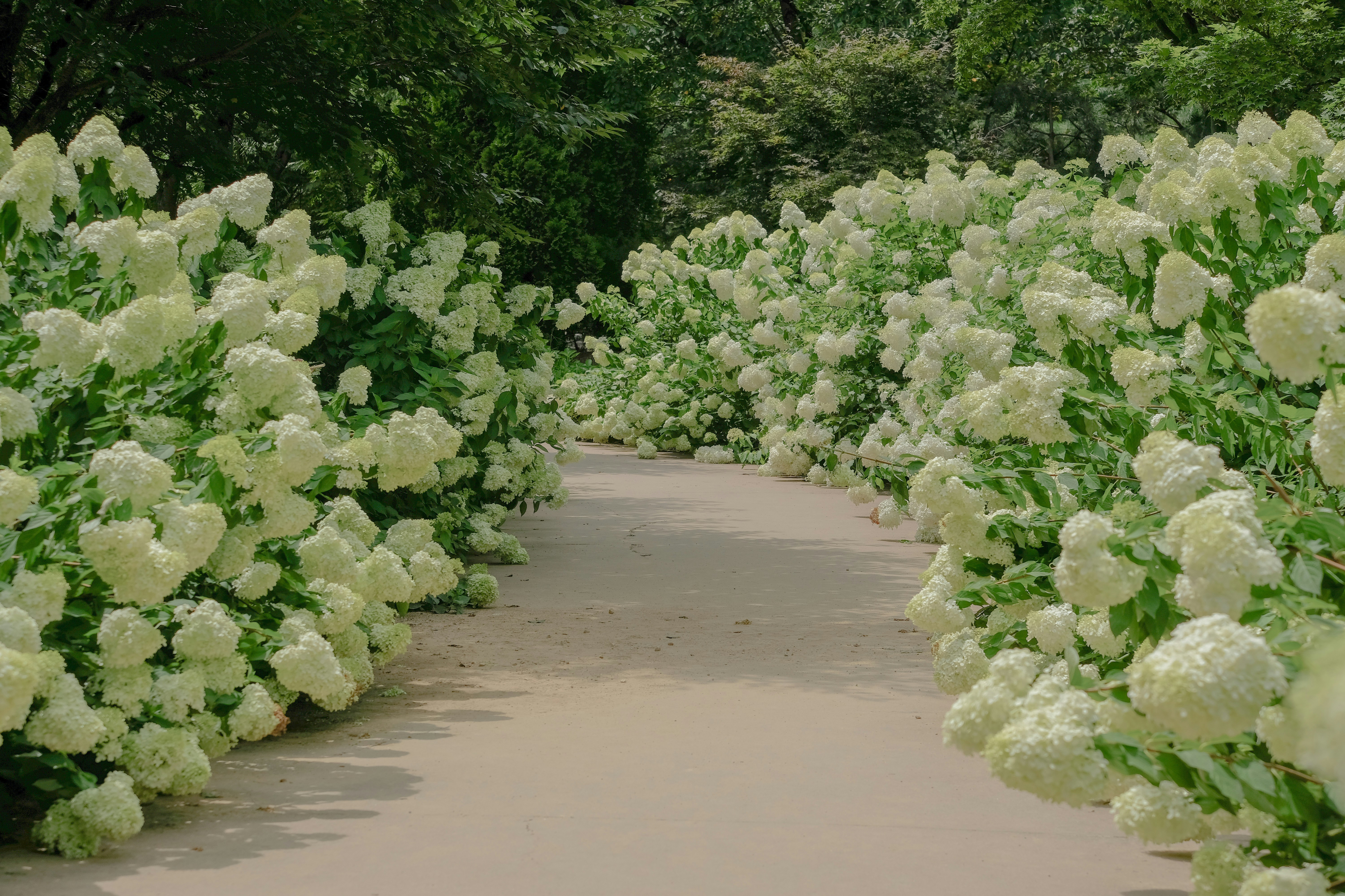 Alabaster Aisle: A Sunlit Hydrangea Lane