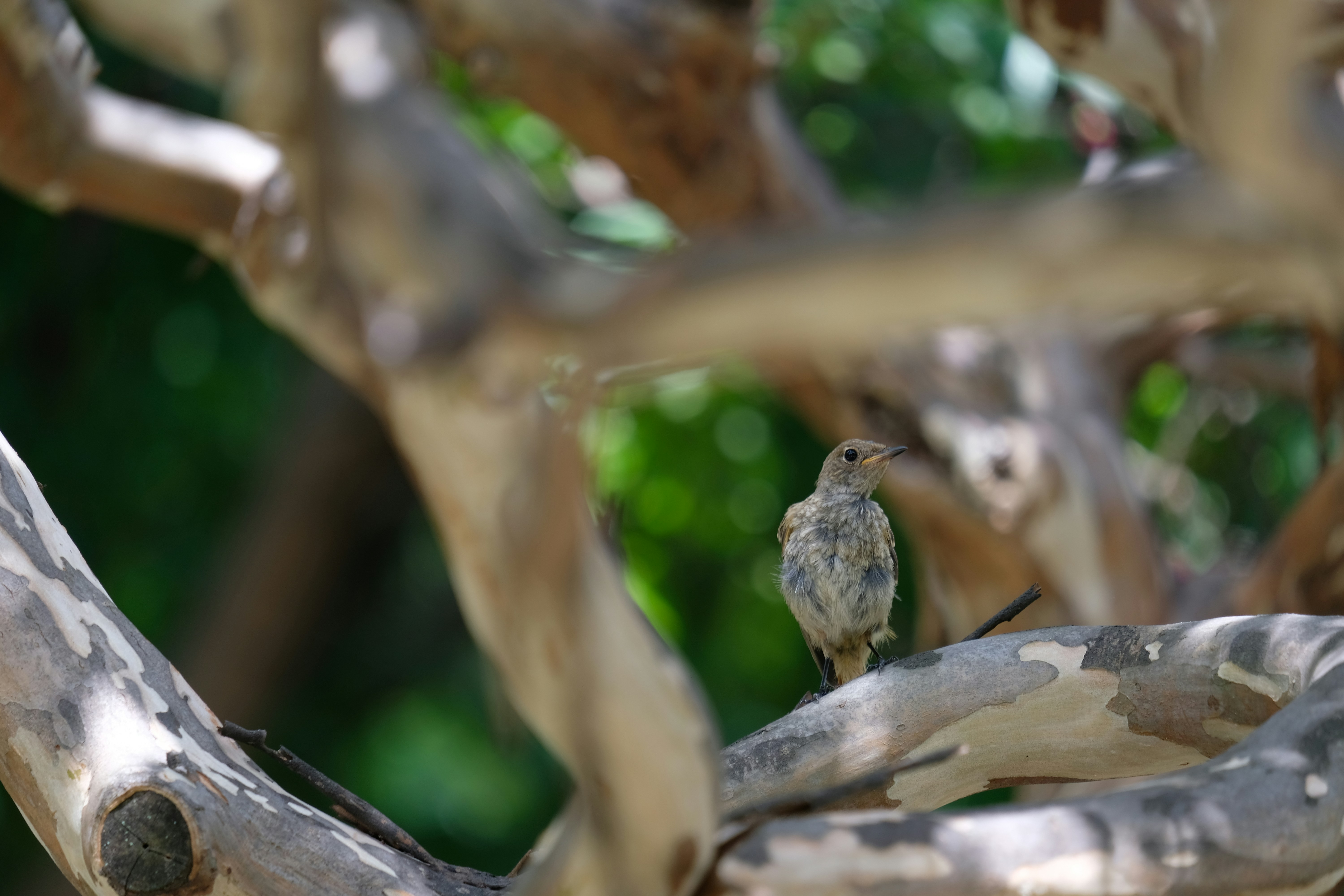 Solitary Songbird on a Sun-Warmed Branch