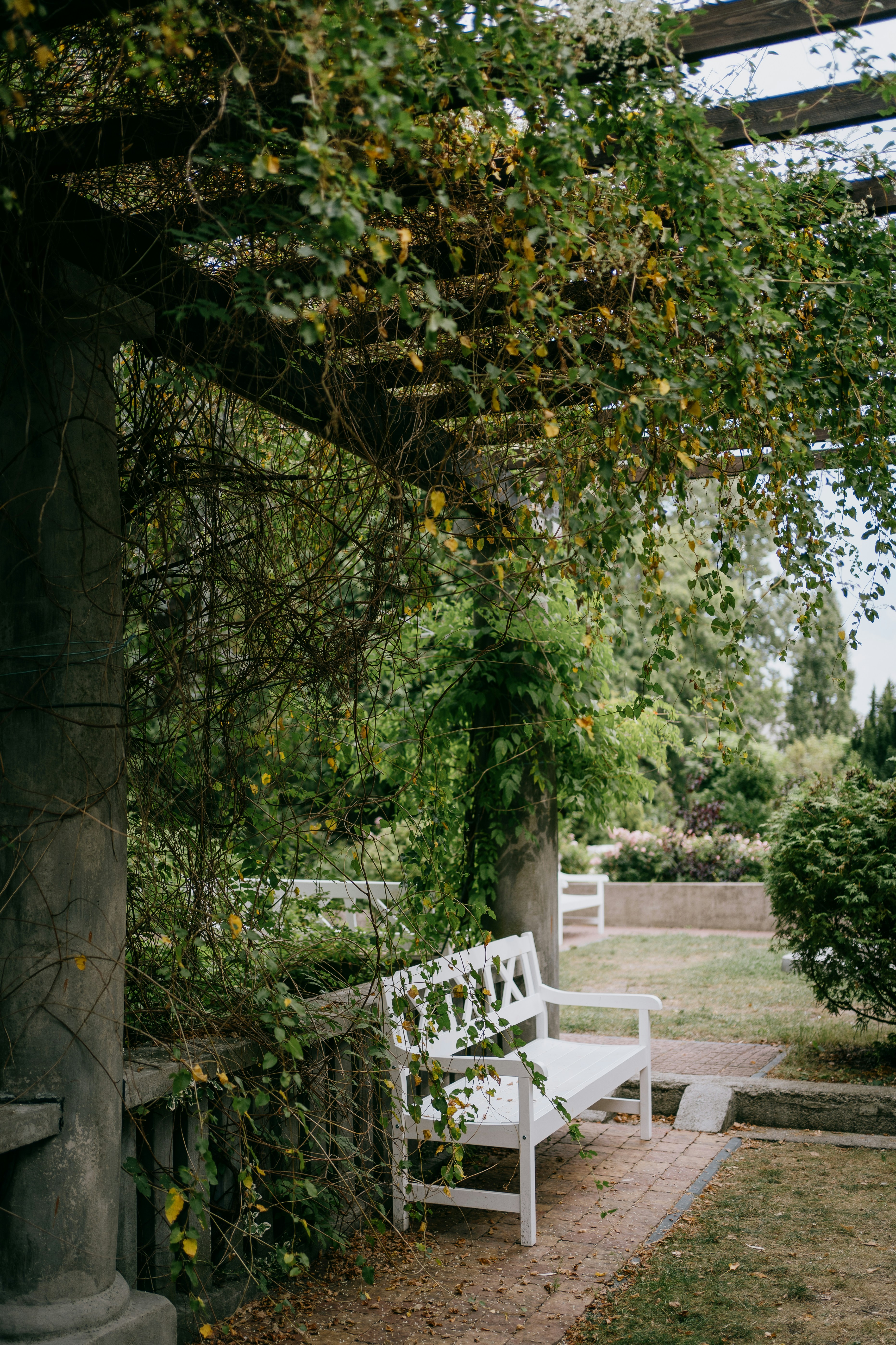 A tranquil garden scene featuring a white bench nestled under a canopy of lush greenery, inviting moments of reflection. Natural elements intertwine with architectural details.