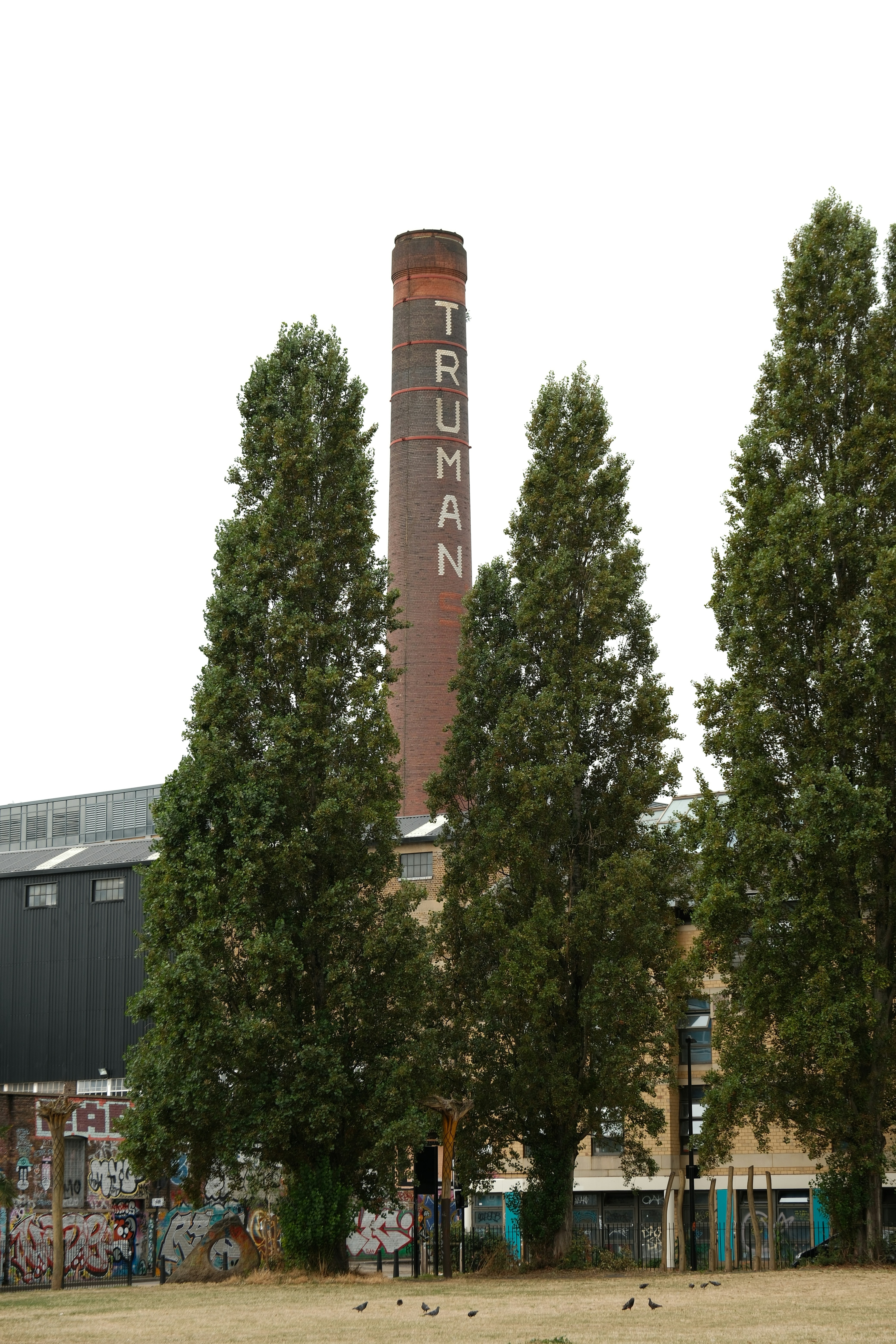 TRUMAN Chimney Rising Through an Urban Pine Screen