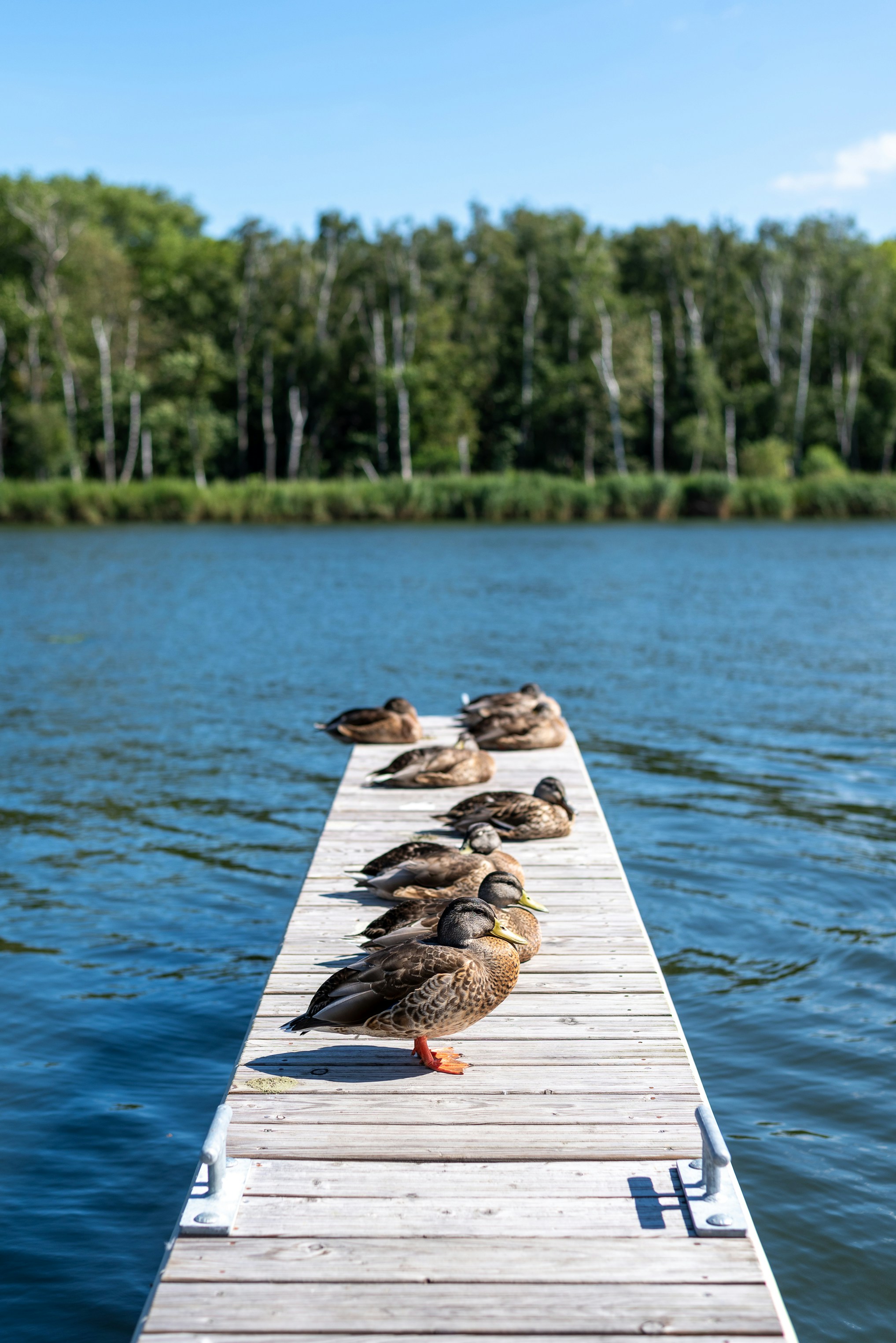 A group of ducks are sitting on a dock photo – Free Water Image on Unsplash