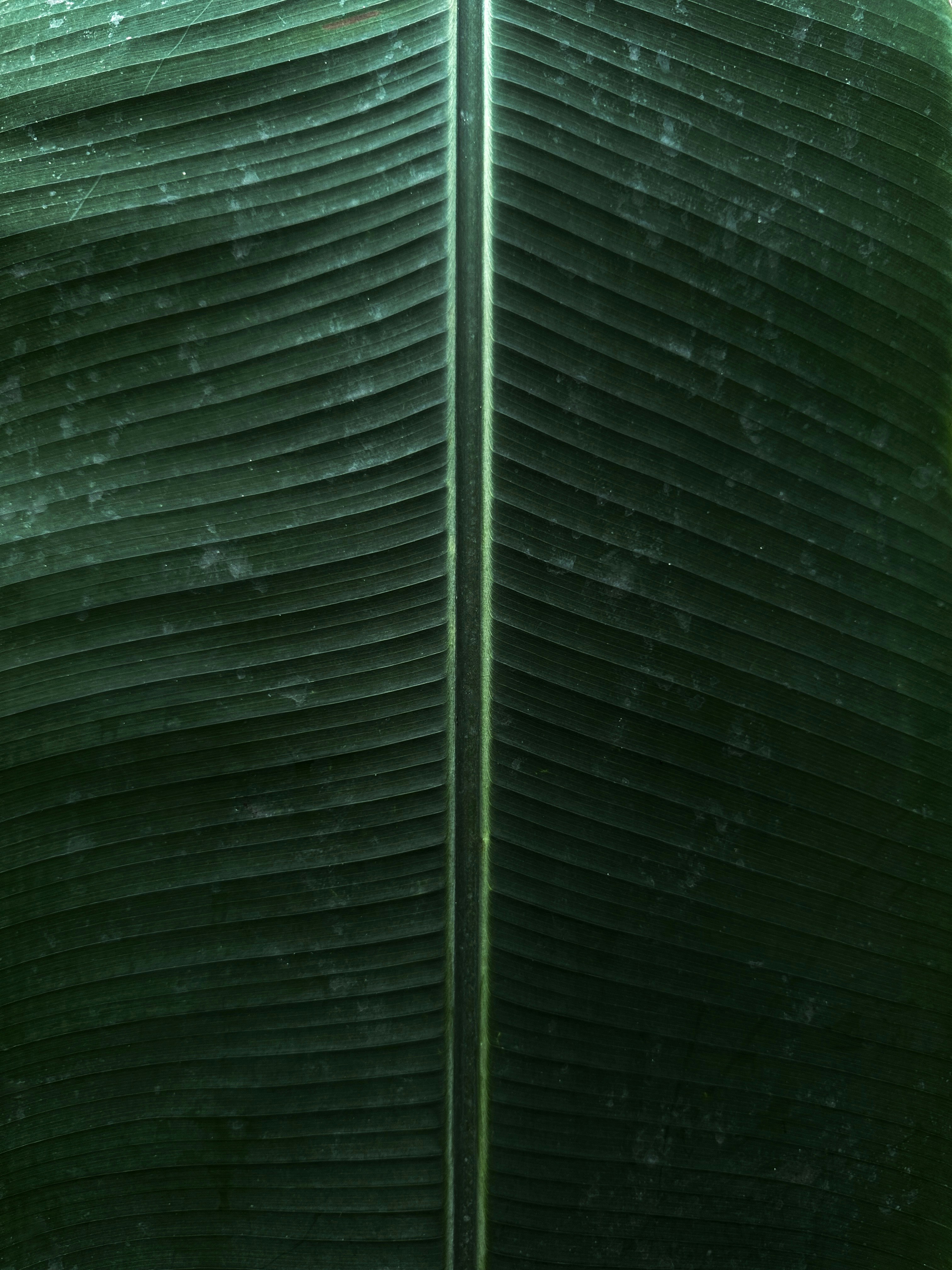 Midrib Convergence: Macro Vein Texture on a Split Leaf