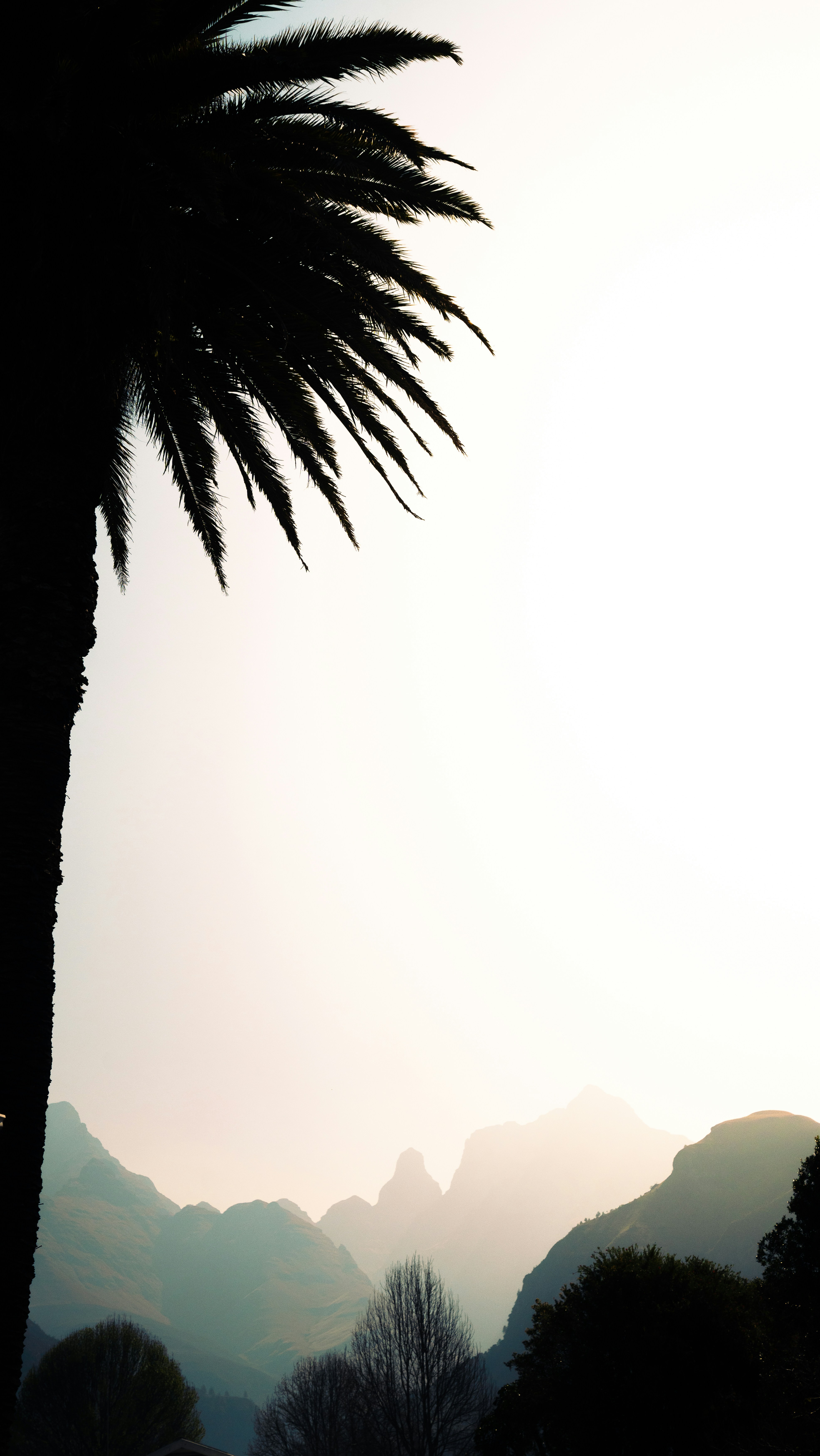 Silhouette of a Palm against a Dim Mountain Horizon