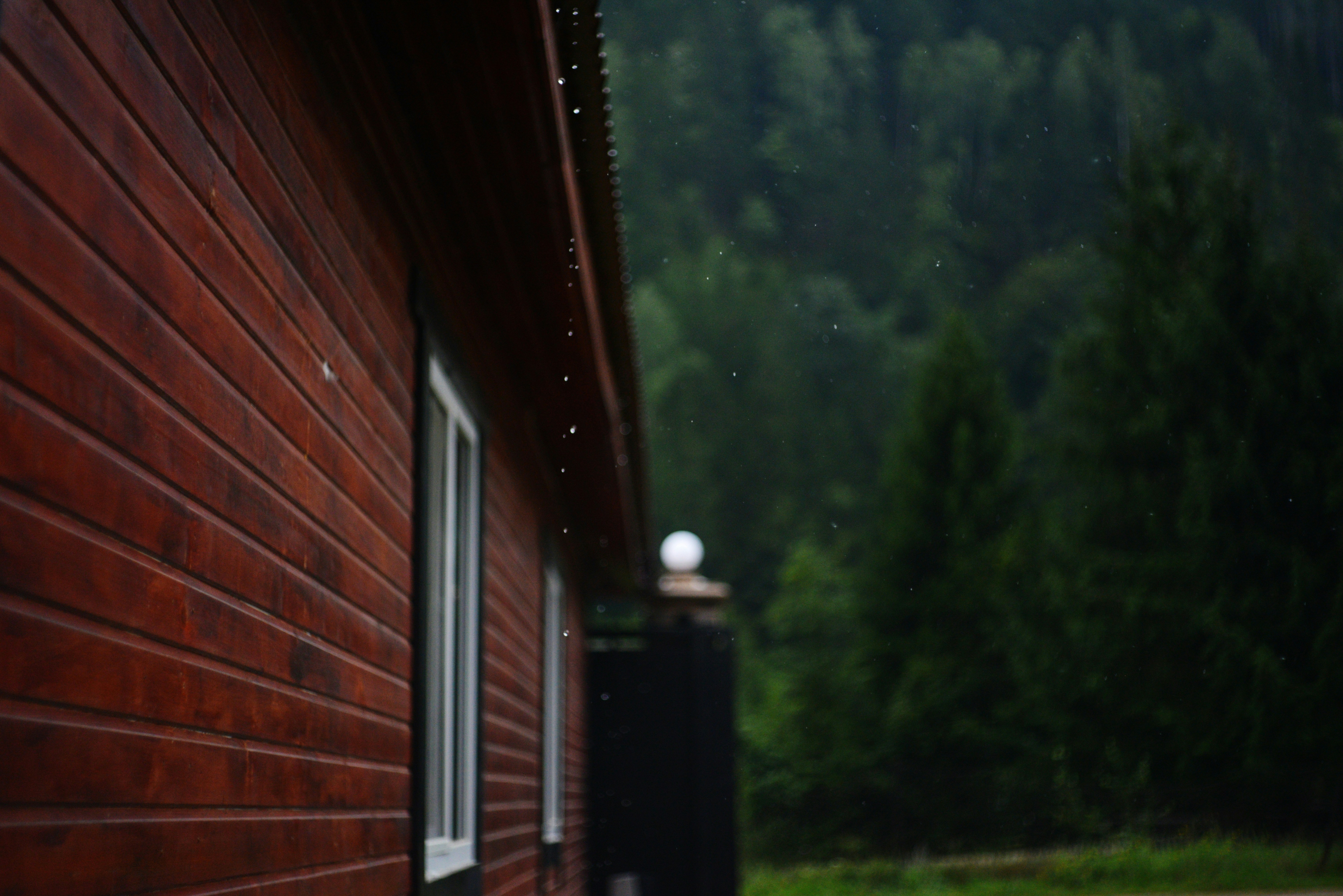 Red Wood Siding in Rain: Subtle Life in the Edge of the Forest