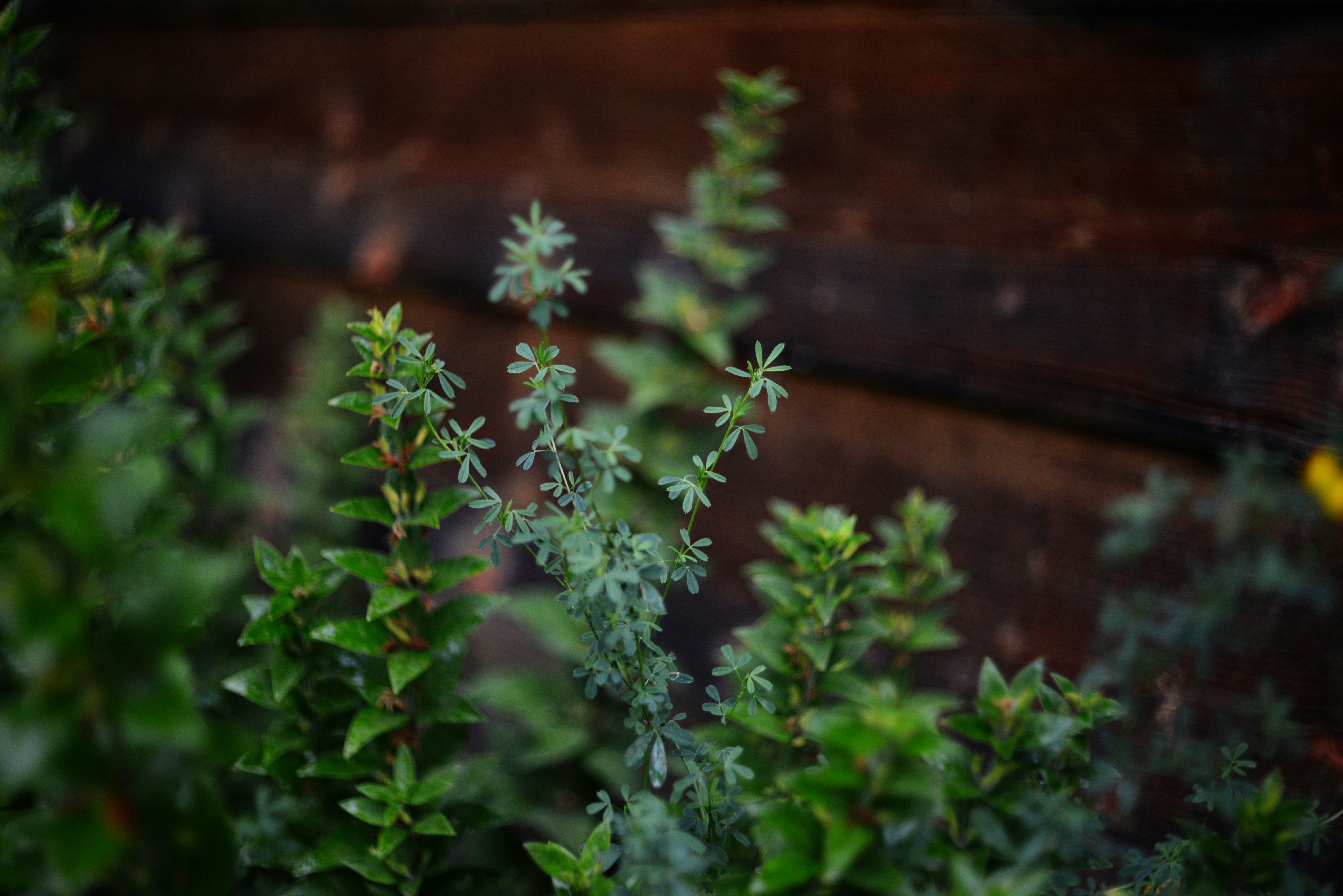 Verdant Spires Against Weathered Wood: Close-Up of Sharp Green Foliage