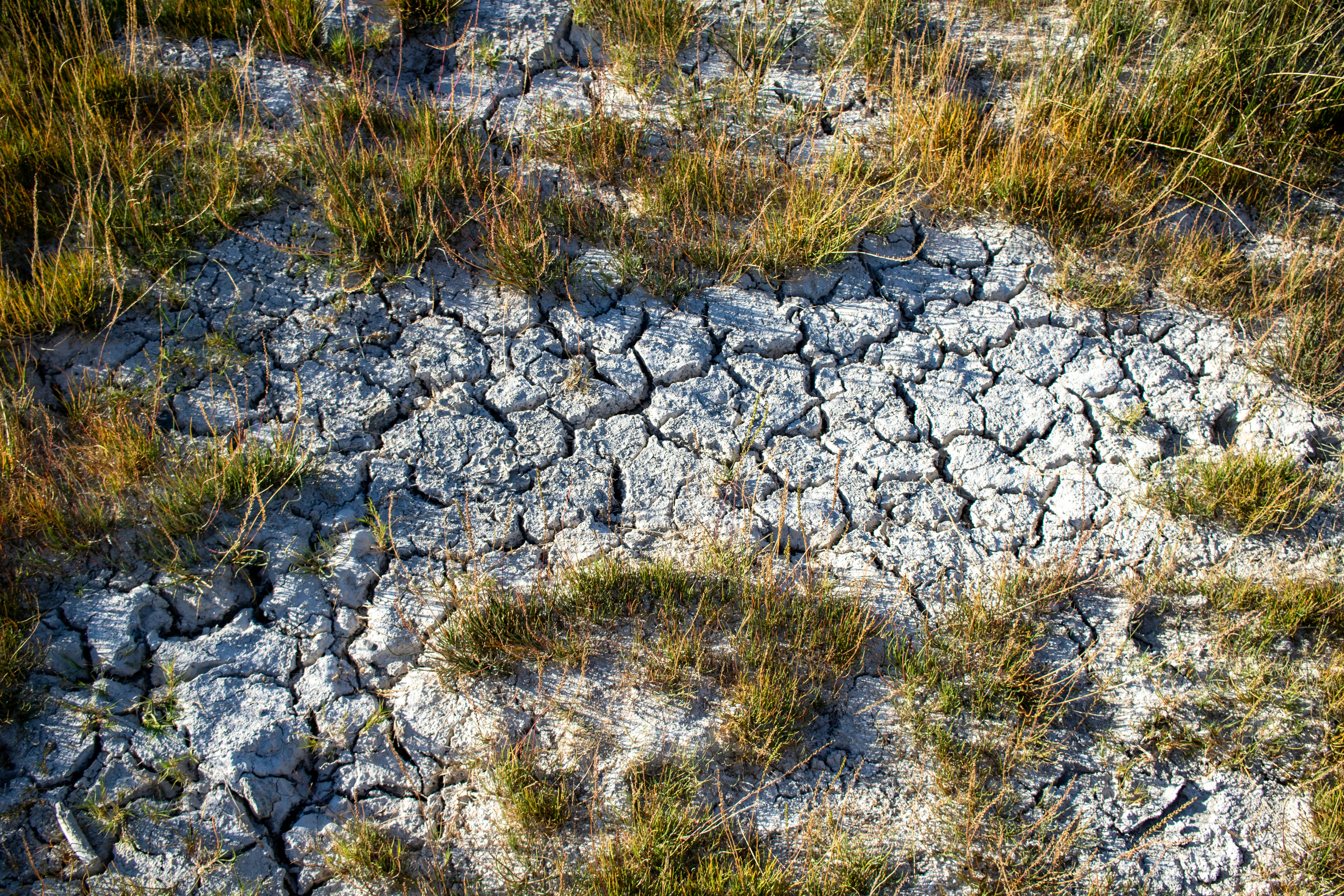 A patch of dirt with grass growing out of it photo – Free Ca Image on ...