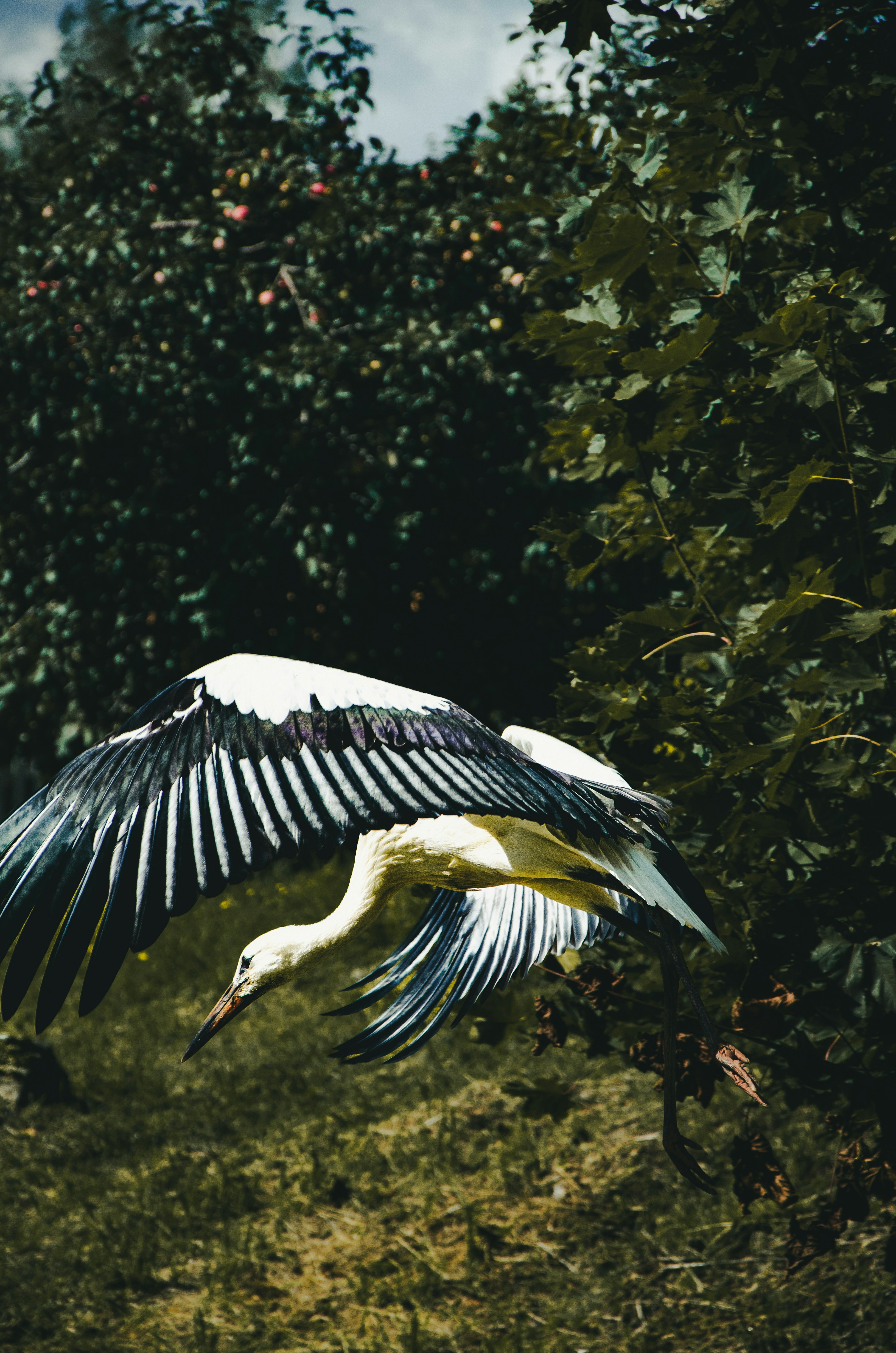Against the Green Velvet: A Crane in Mid-Glide