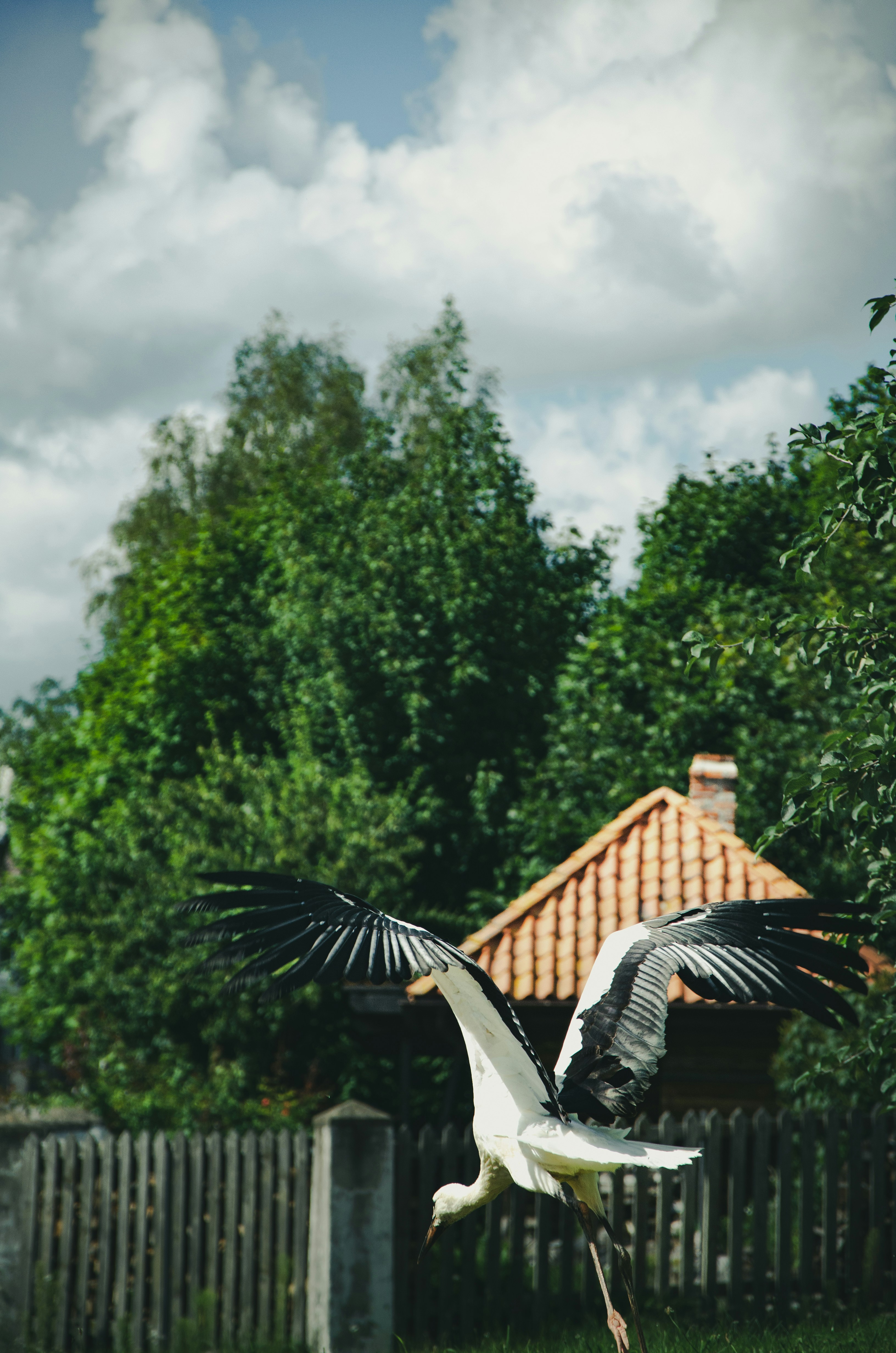 Wingbeat Over the Village Fence: A White Stork in a Sunlit Garden