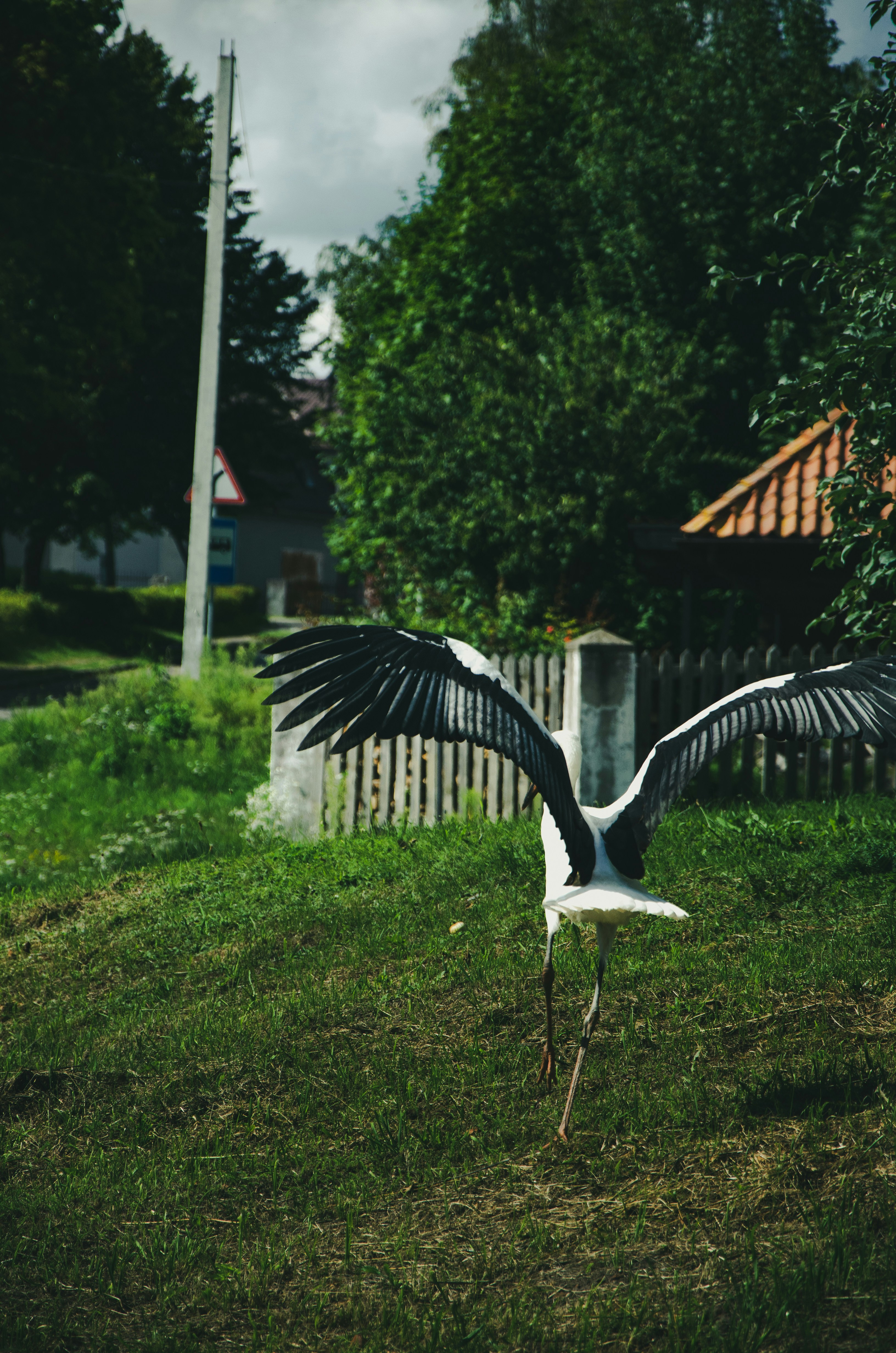 Winged Takeoff Over a Suburban Meadow