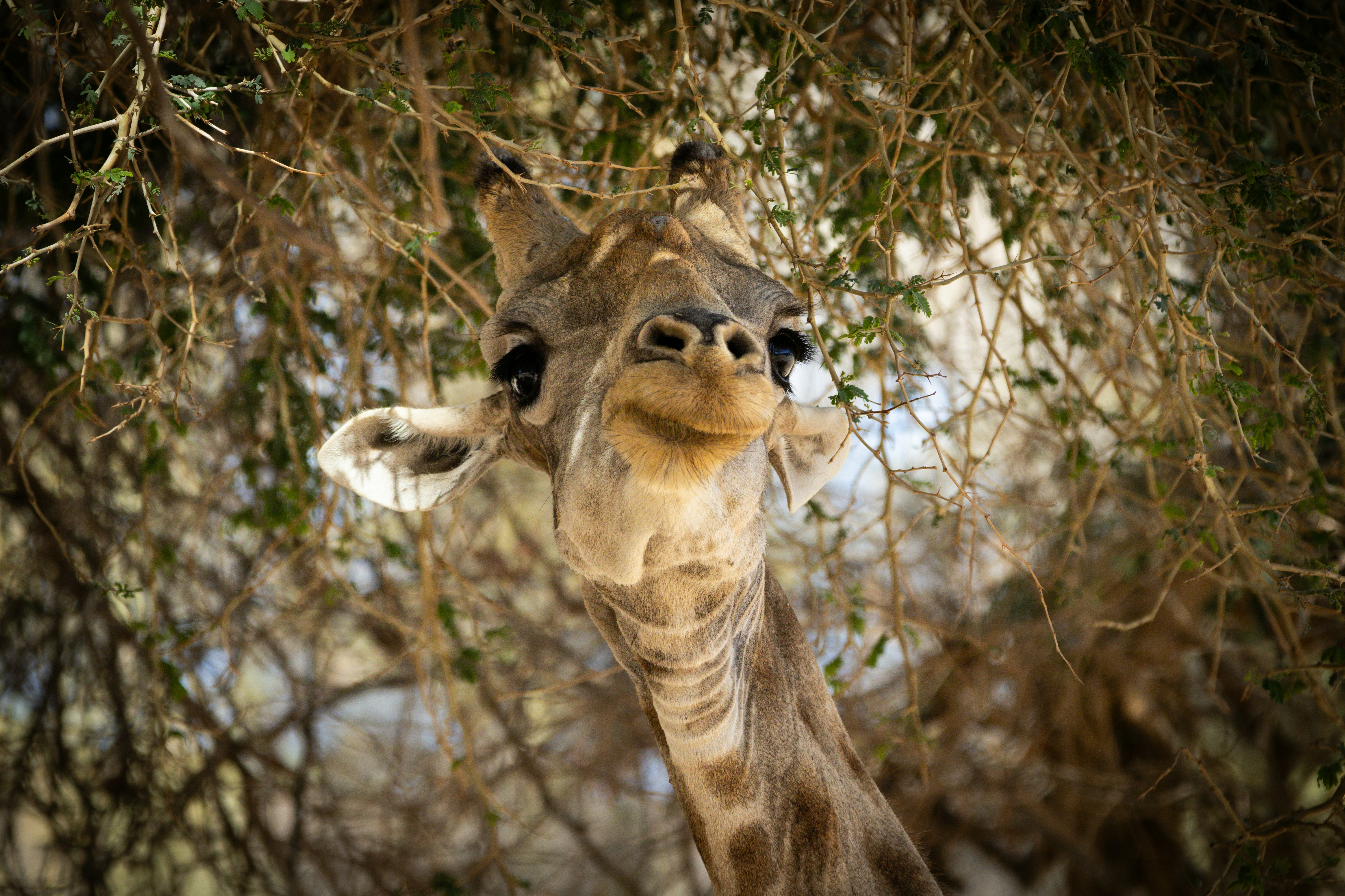Giraffe Eating Pictures | Download Free Images on Unsplash