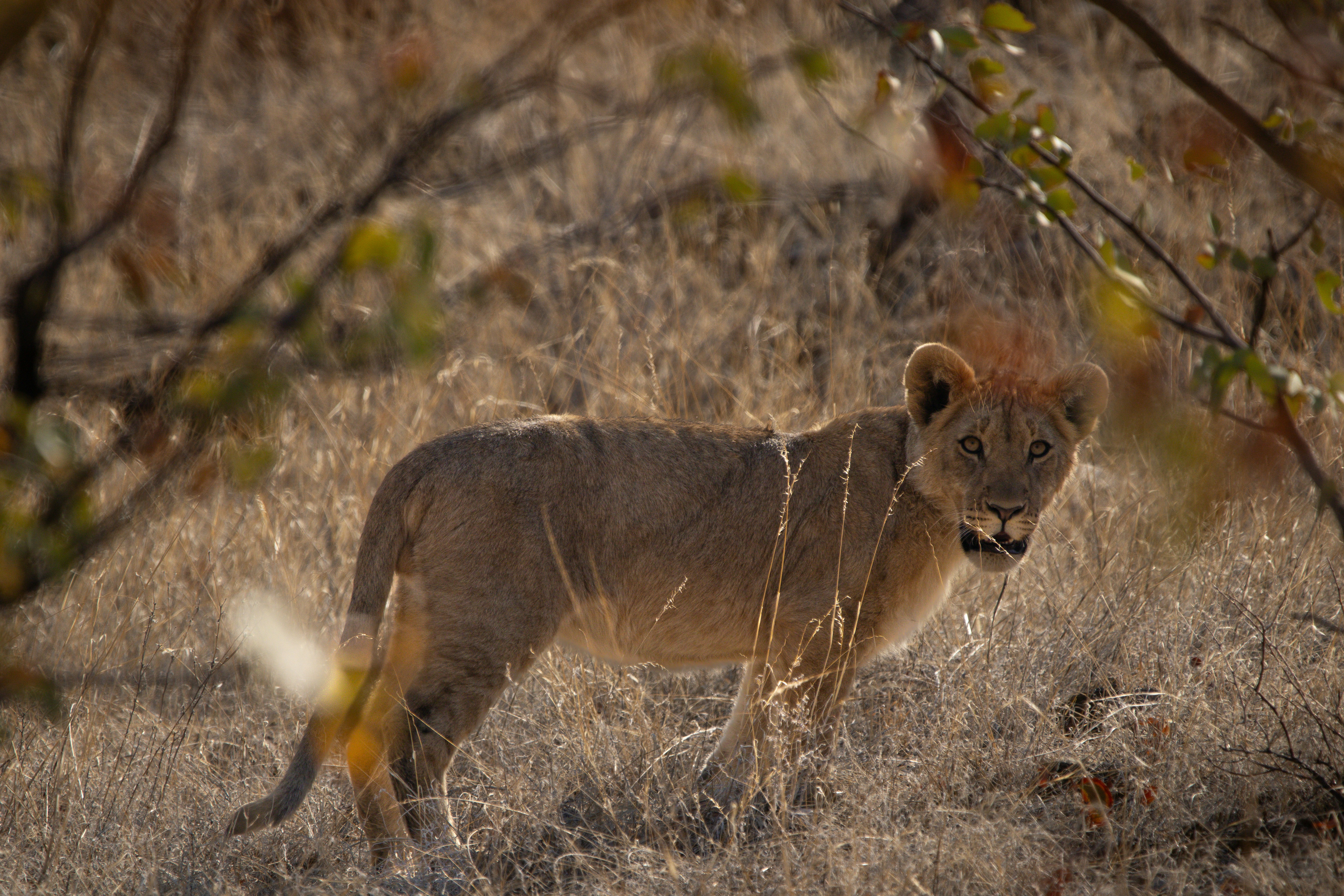 Young lioness observing her surroundings in a golden grassland, framed by soft foliage.