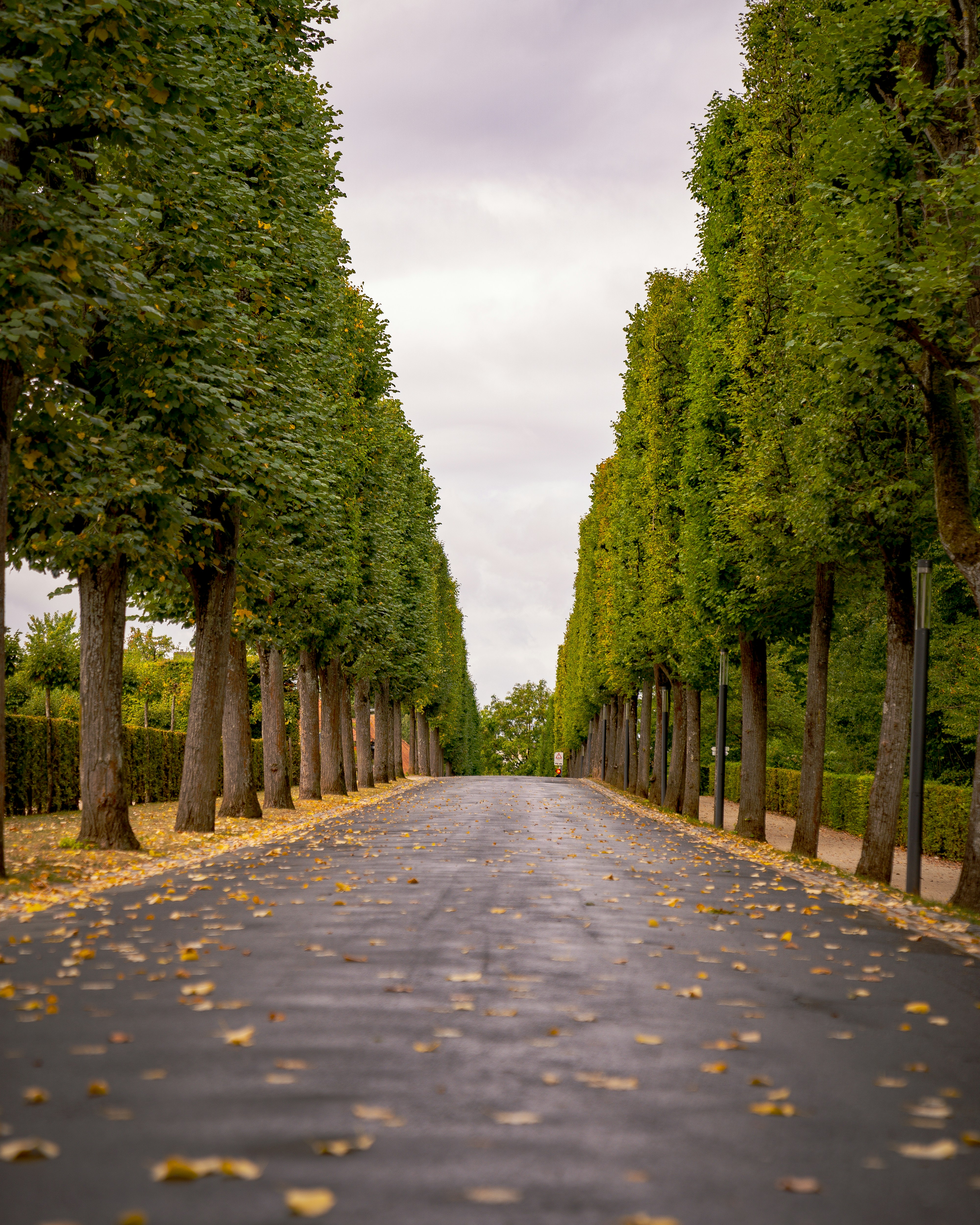 Autumn Avenue: Symmetry Toward the Distant Horizon