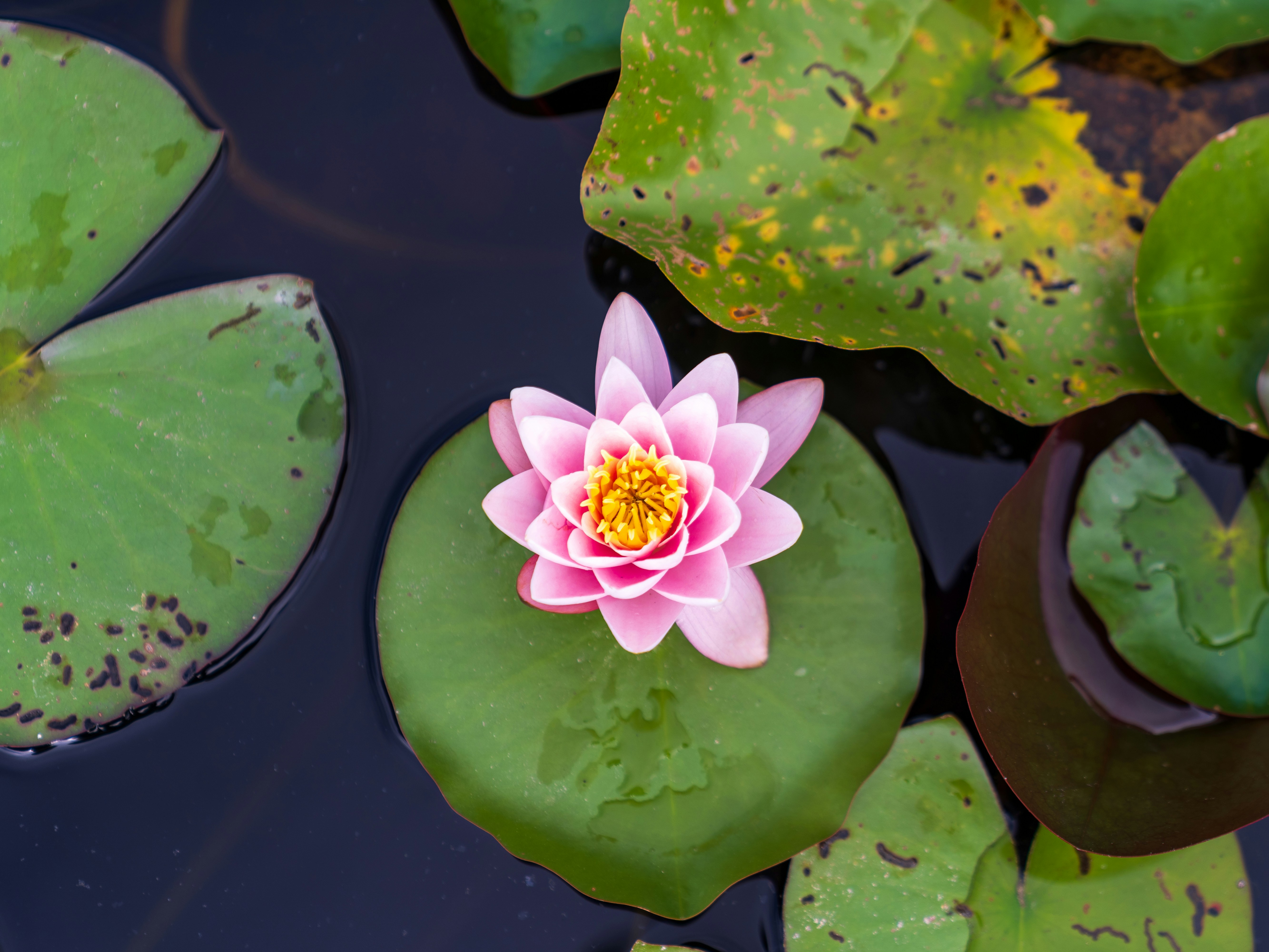 Petaled Beacon on a Quiet Pond: Pink Water Lily among Circular Pads