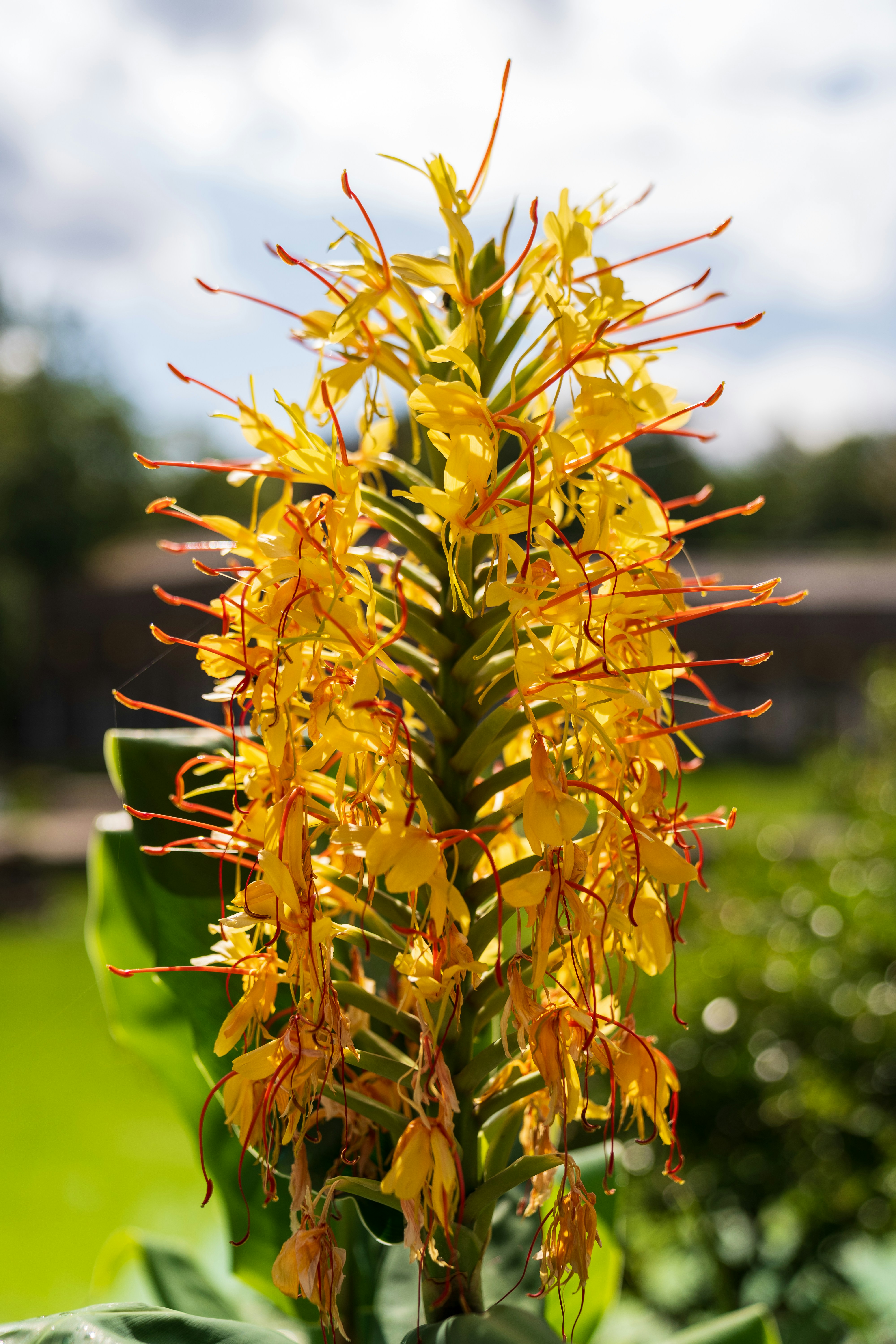 Gold-Tipped Canna Spike in a Quiet Garden Morning