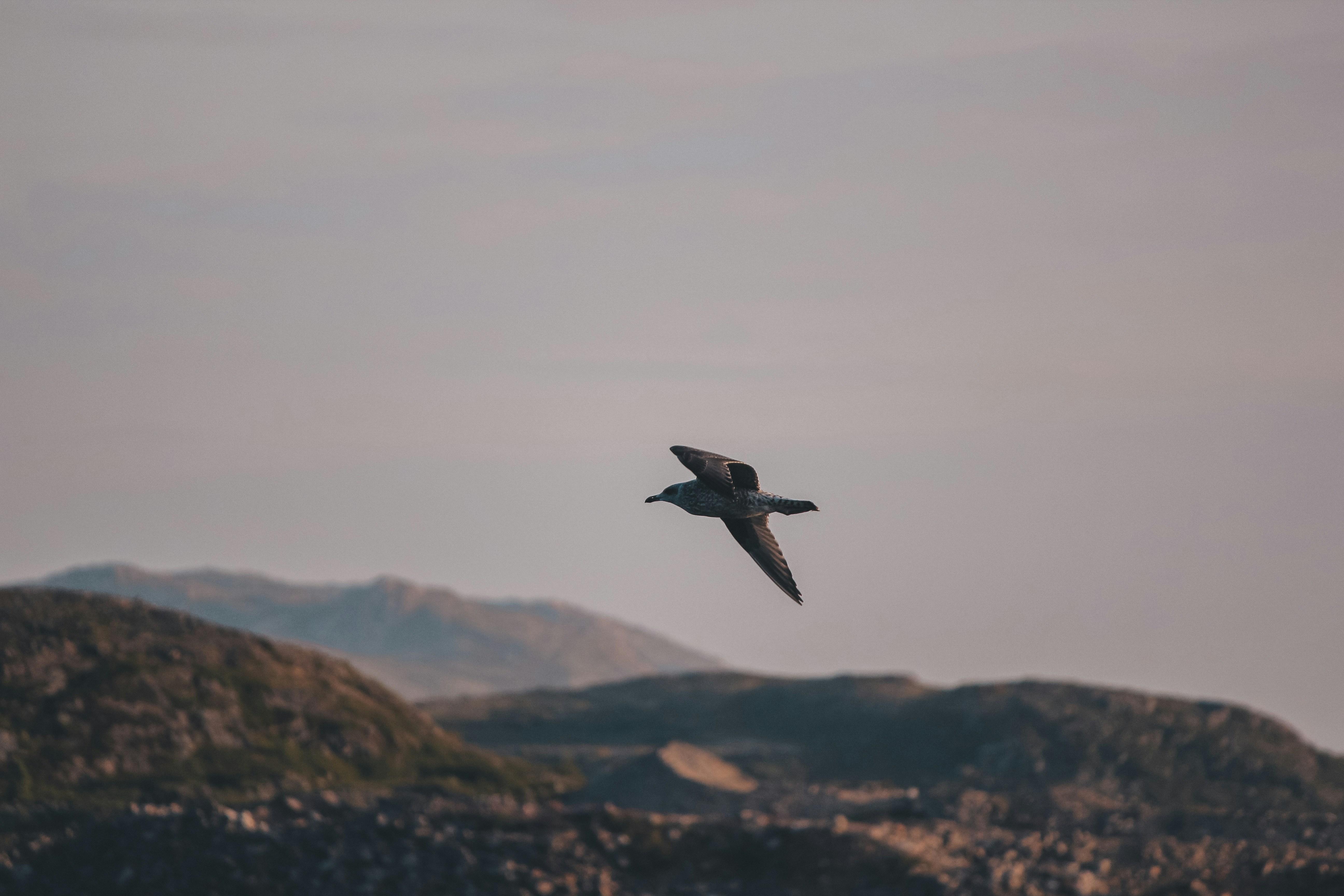 Wingbeat Over a Wind-Sculpted Coast at Dusk