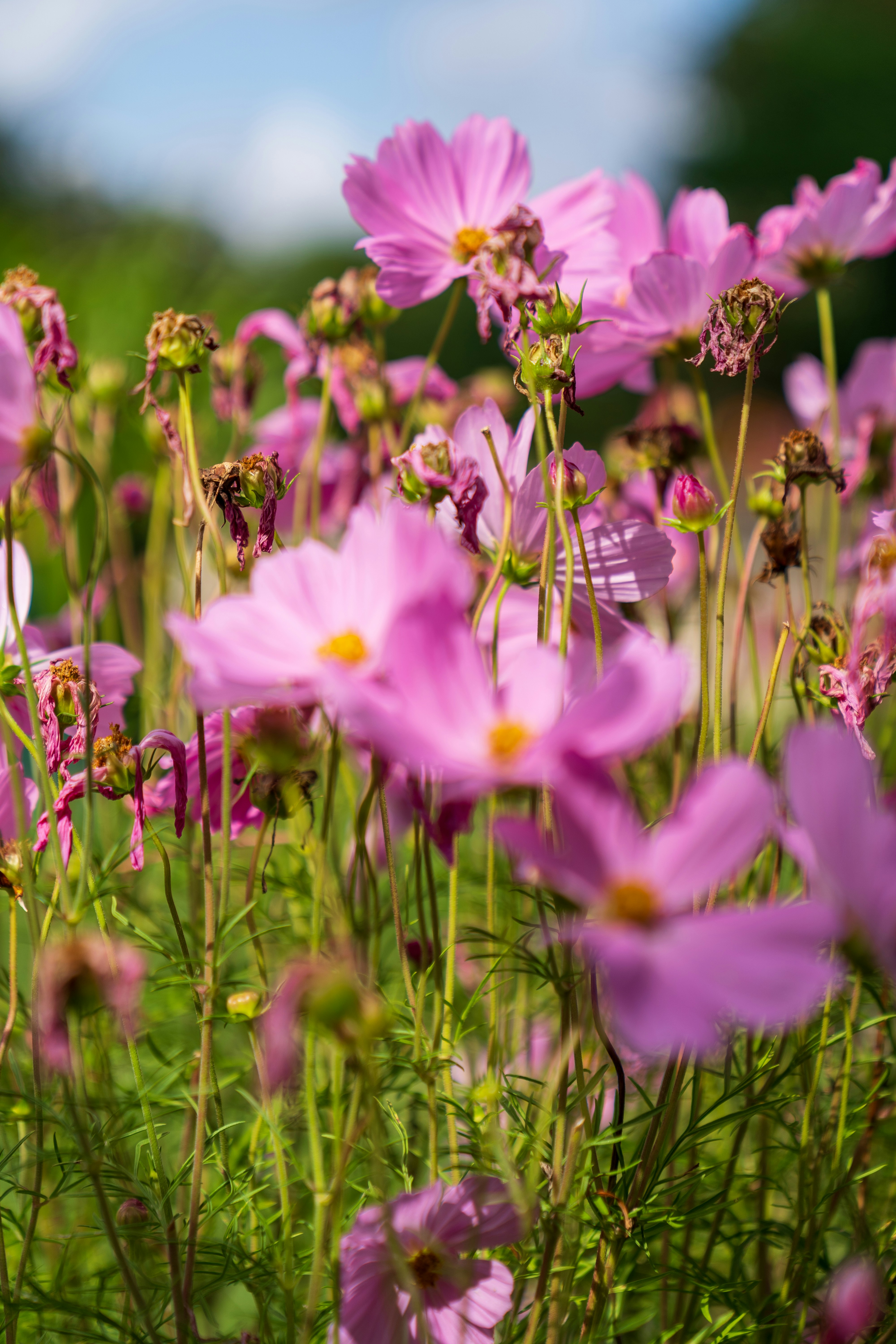 Pink Cosmos Field in Soft Focus Bloom