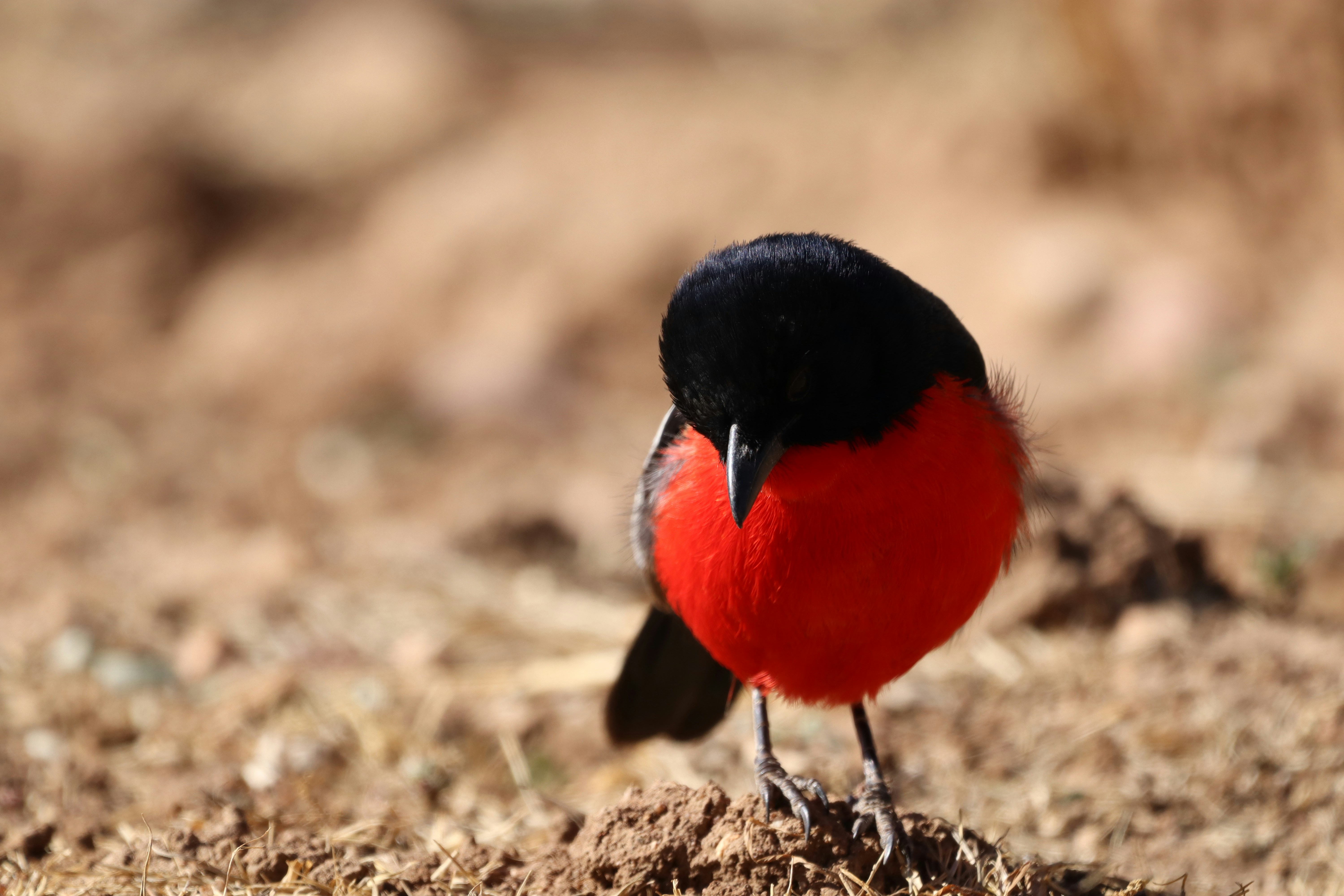 Scarlet Bullfinch on Dusty Ground: A Quiet Portrait in Warm Light