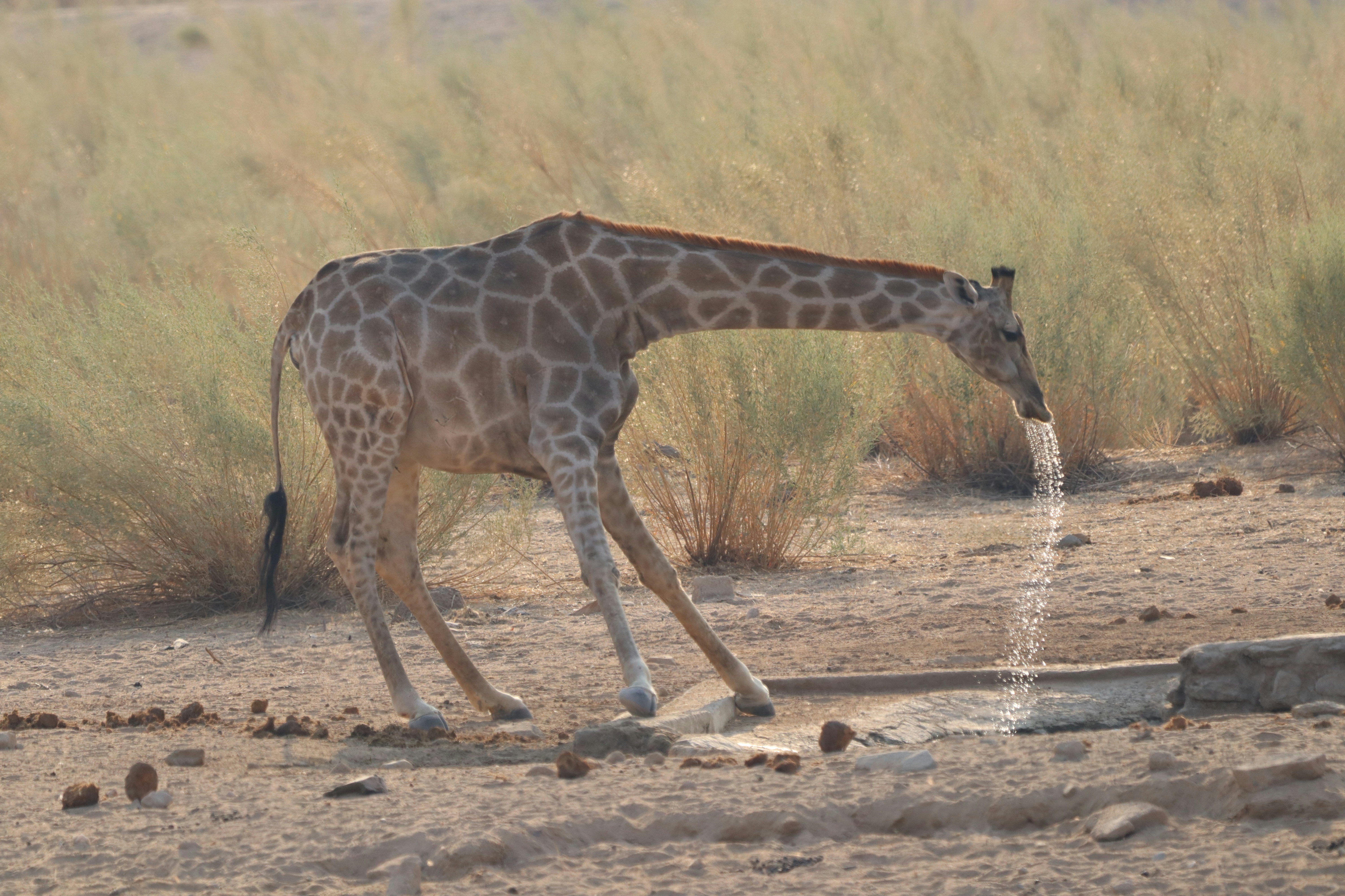 Elegance at the Waterhole: Giraffe's Quiet Sip in Golden Light