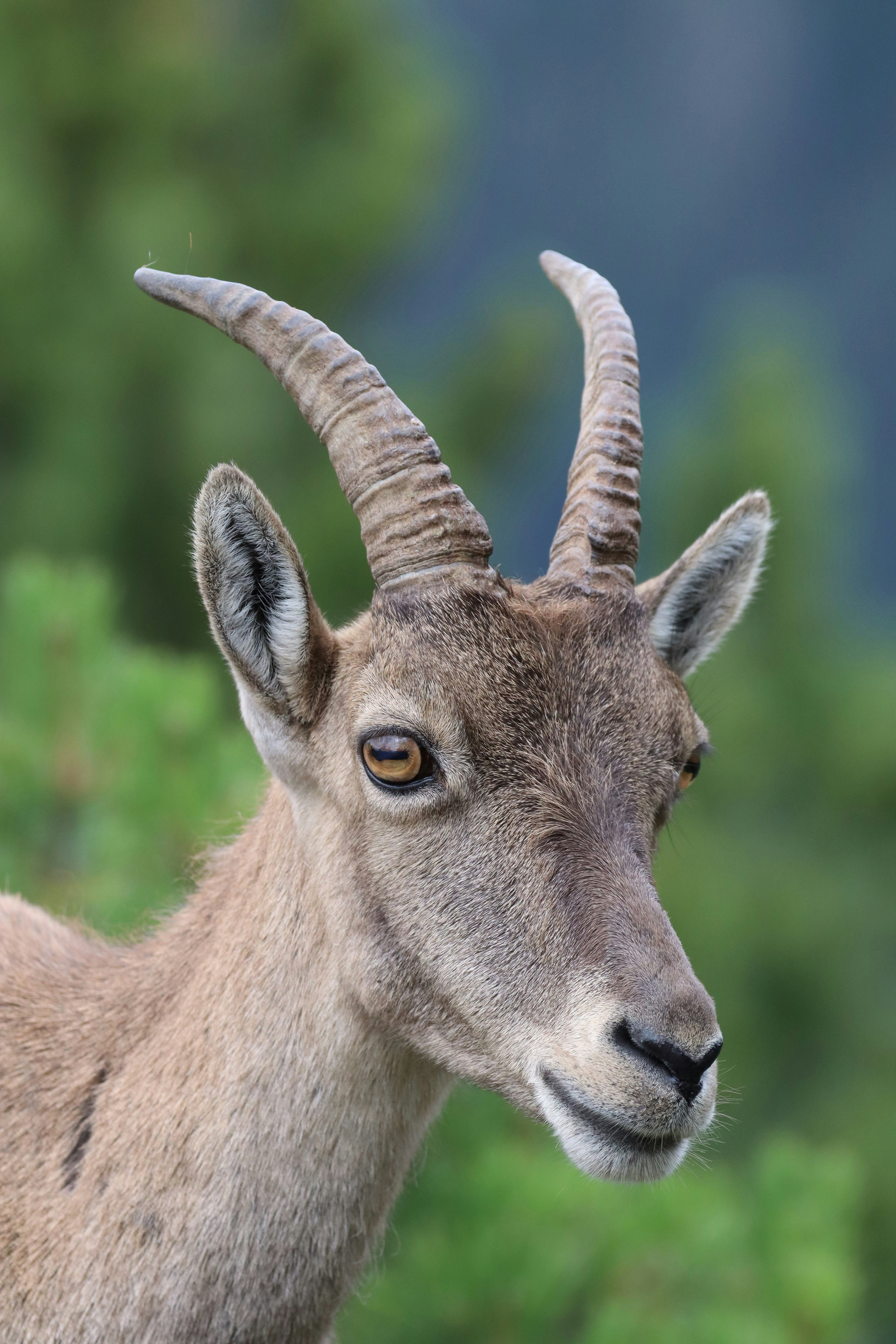 Alpine Sentinel: Close Portrait of a Mountain Ibex