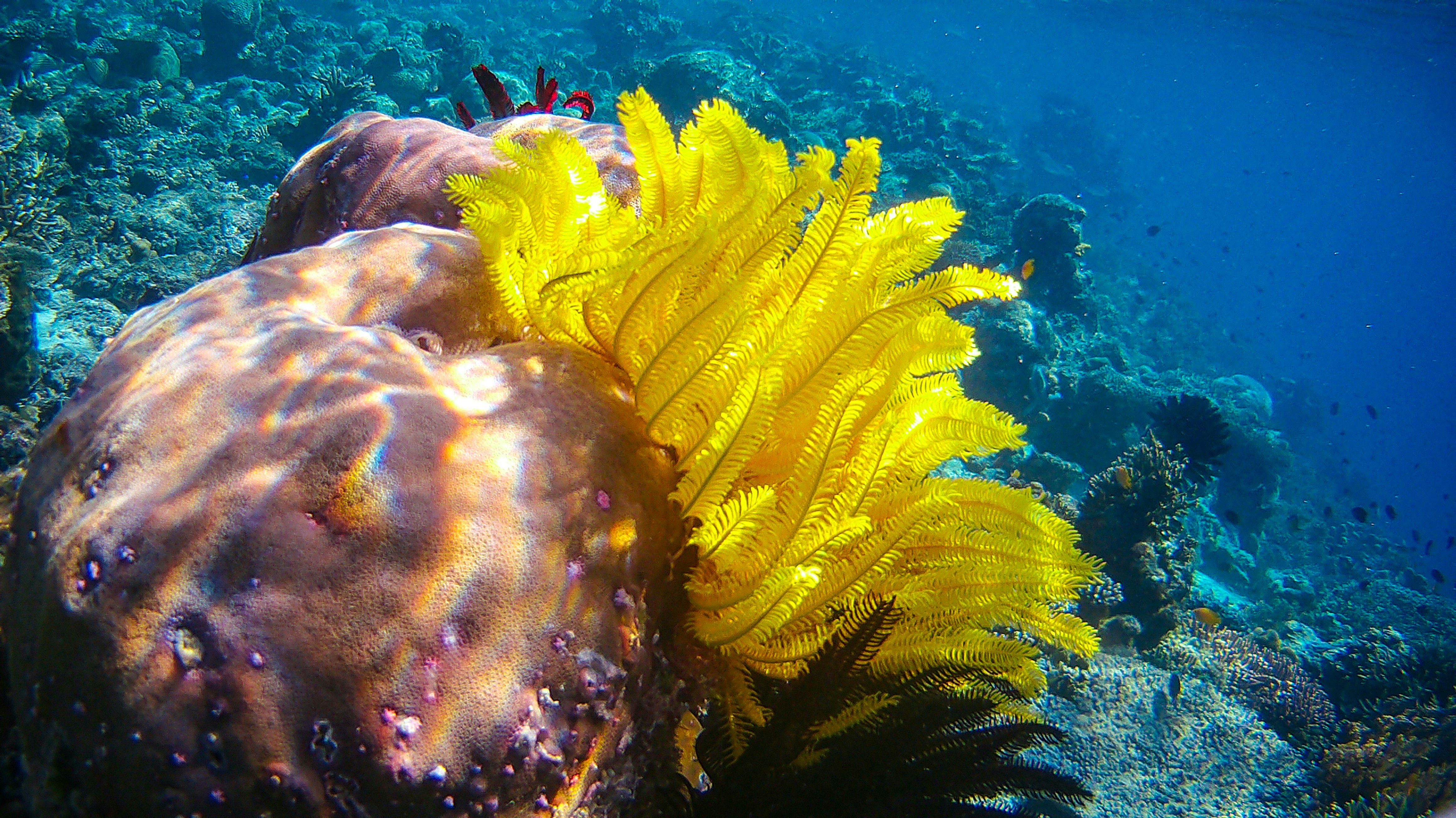 A close up of a sea plant on a coral reef
