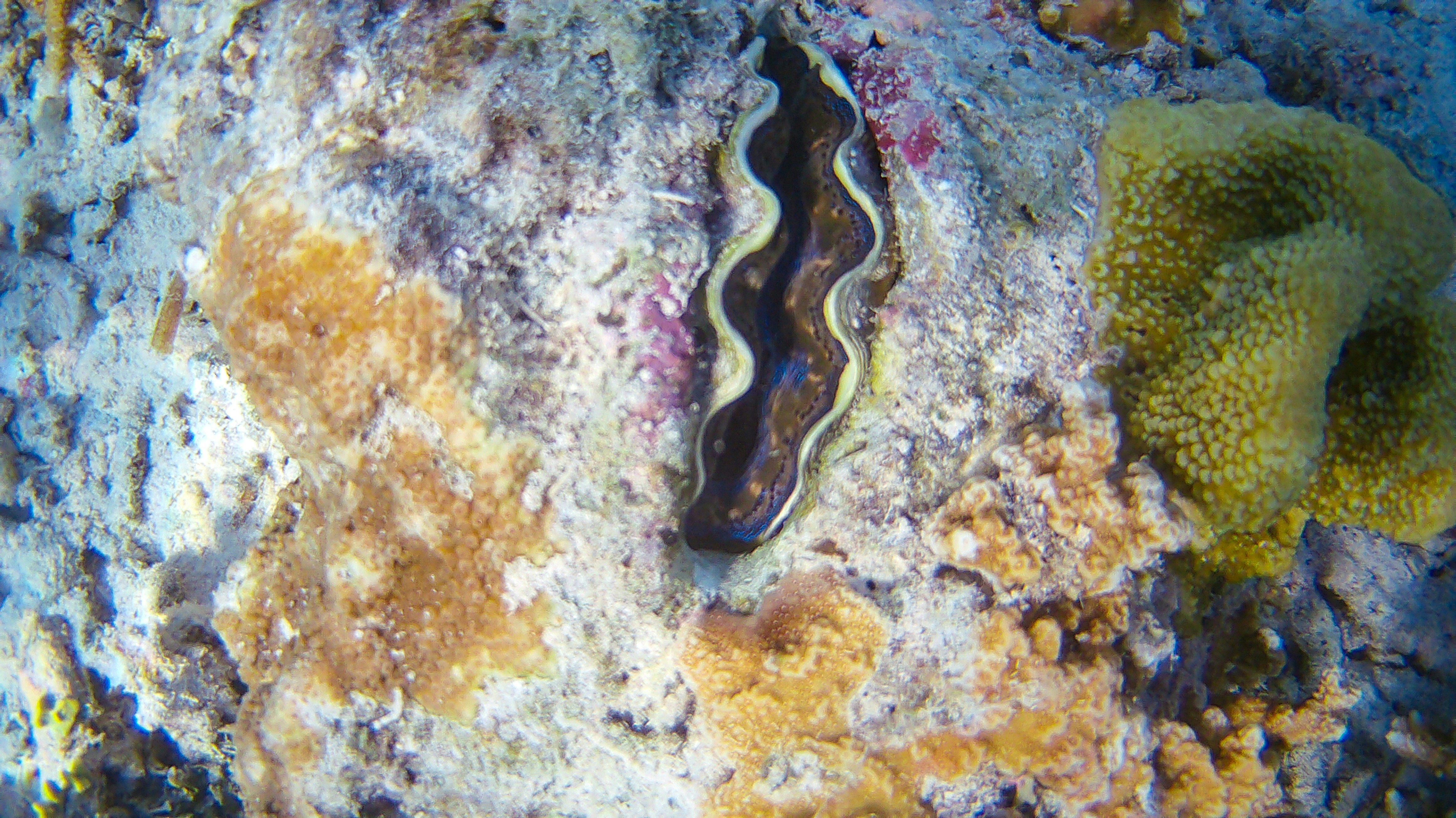 A sea anemone on a rock in the ocean