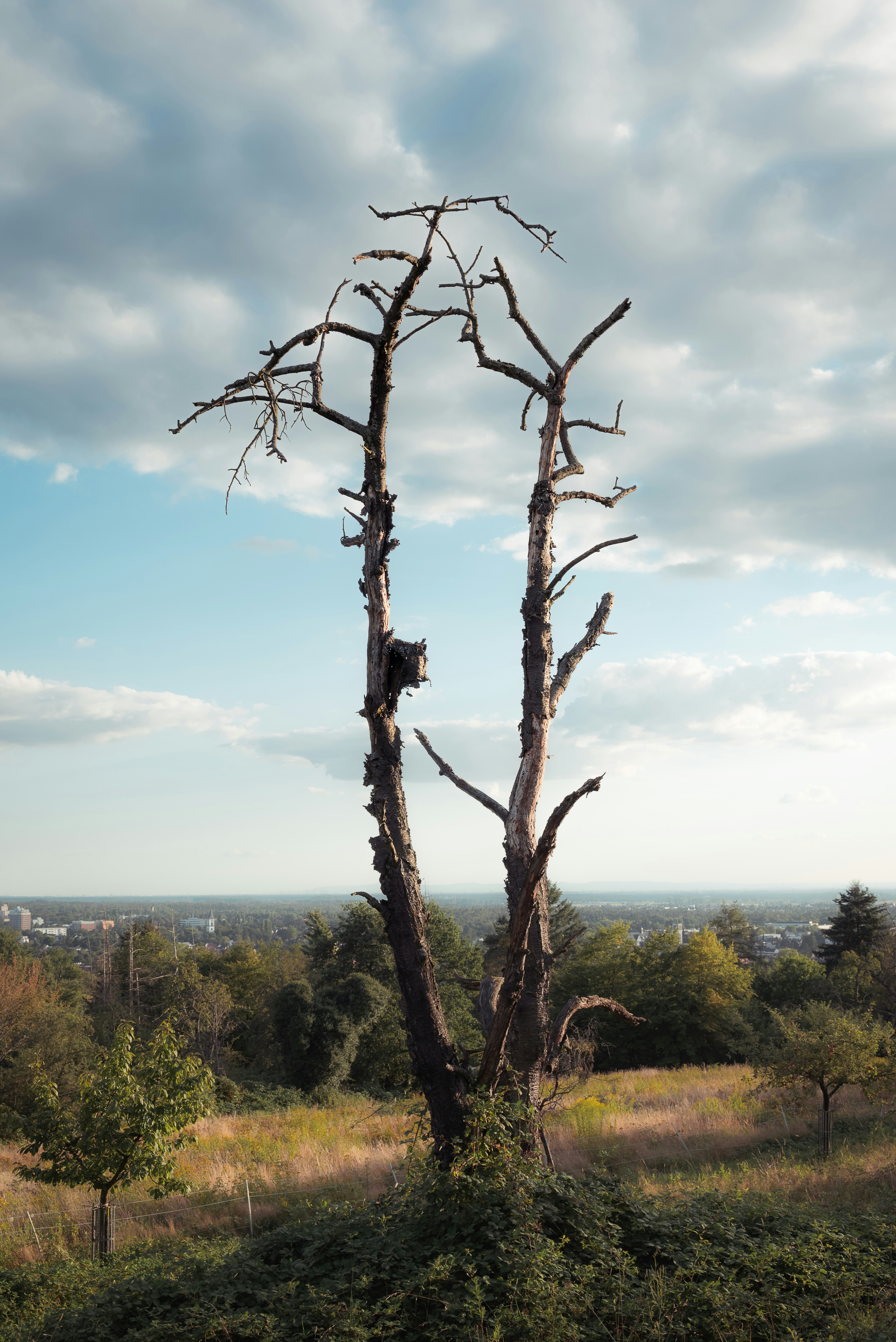 A dead tree in the middle of a field