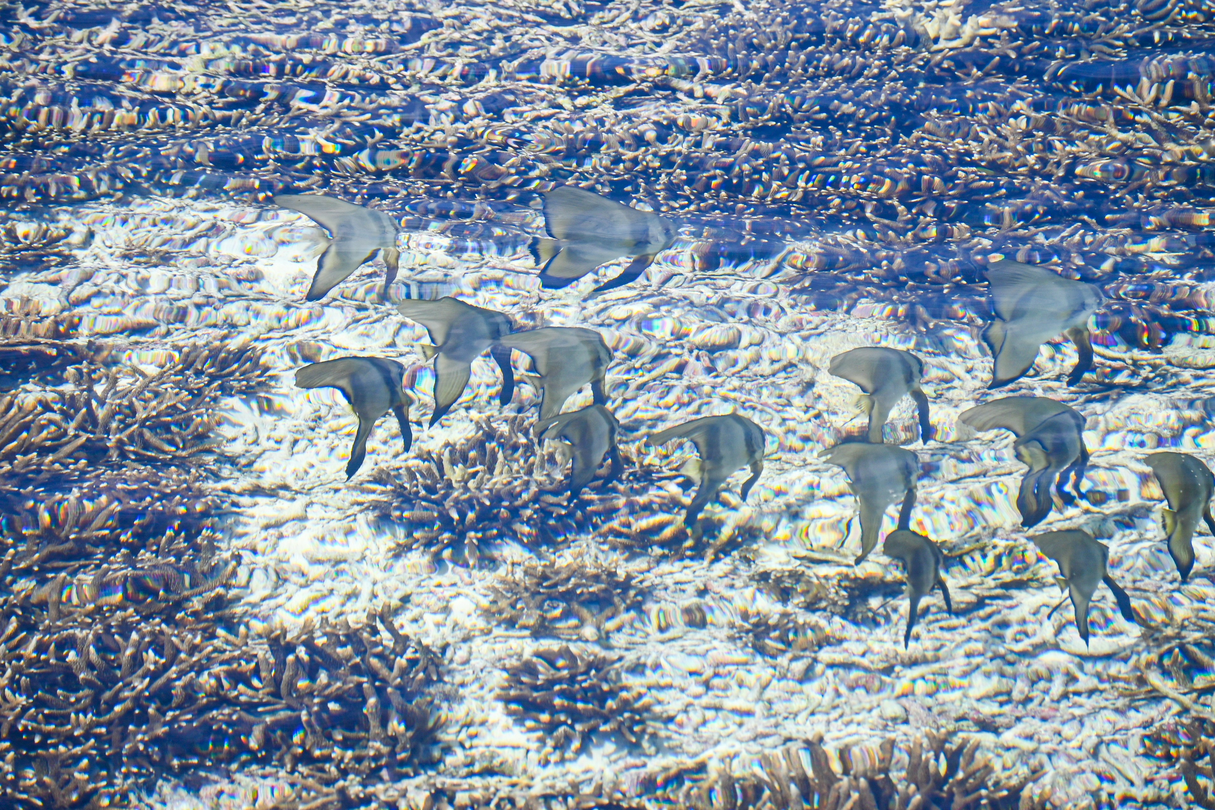 School of Silver-Tipped Rays over a Coral Reef