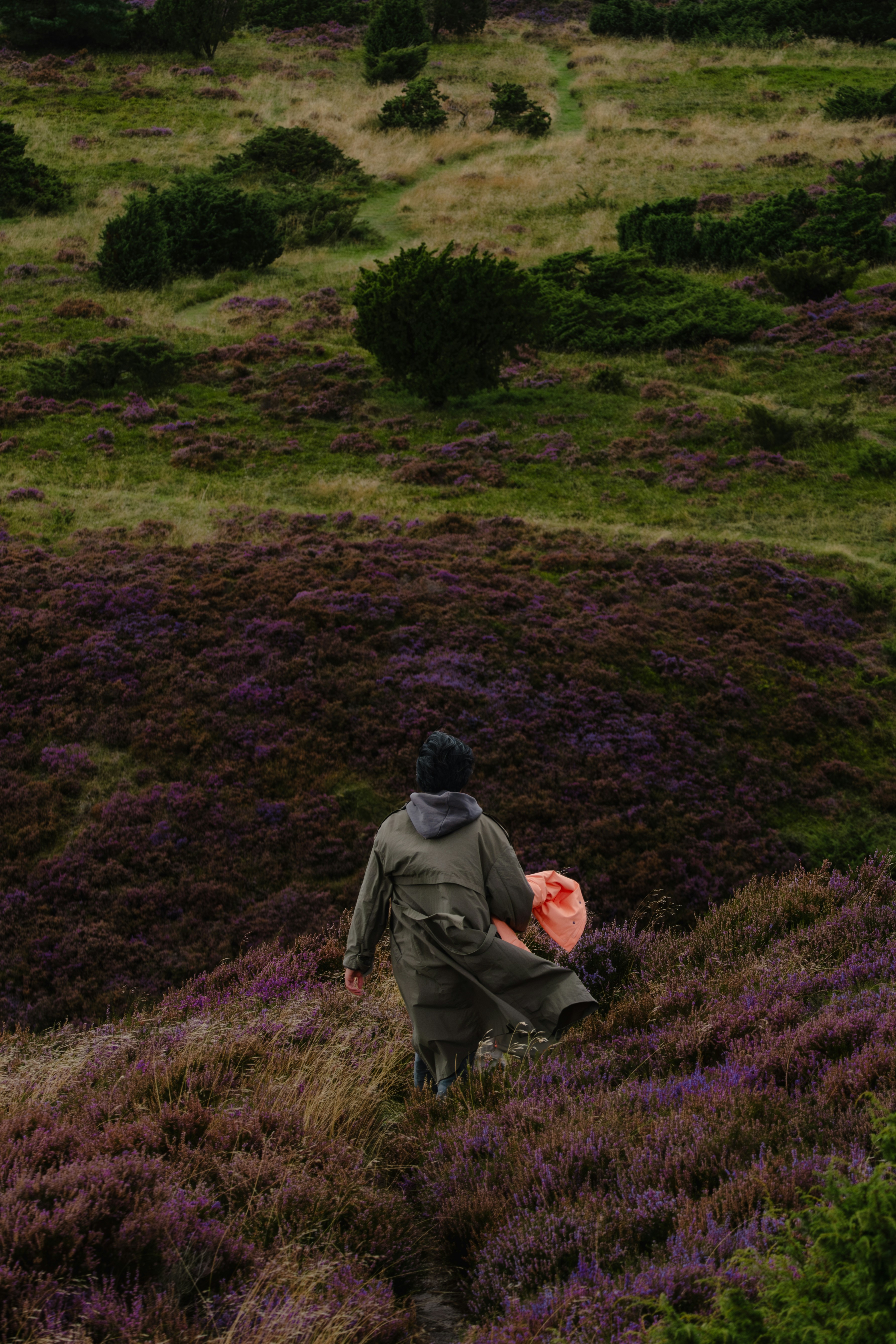 A lone walker threads through purple heather on a rolling moor