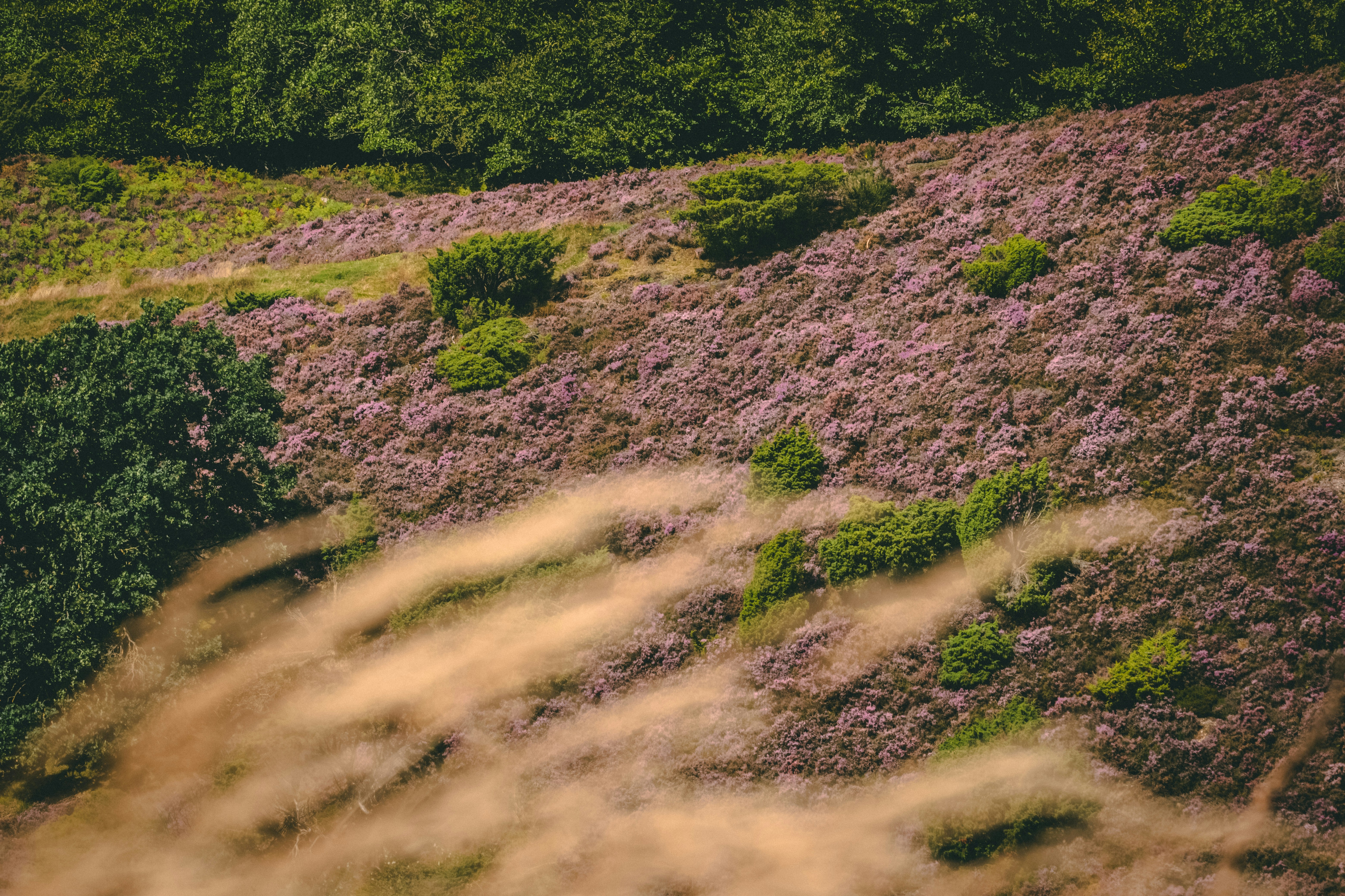 Rolling hillside covered in purple heather with patches of green foliage under a verdant forest backdrop.