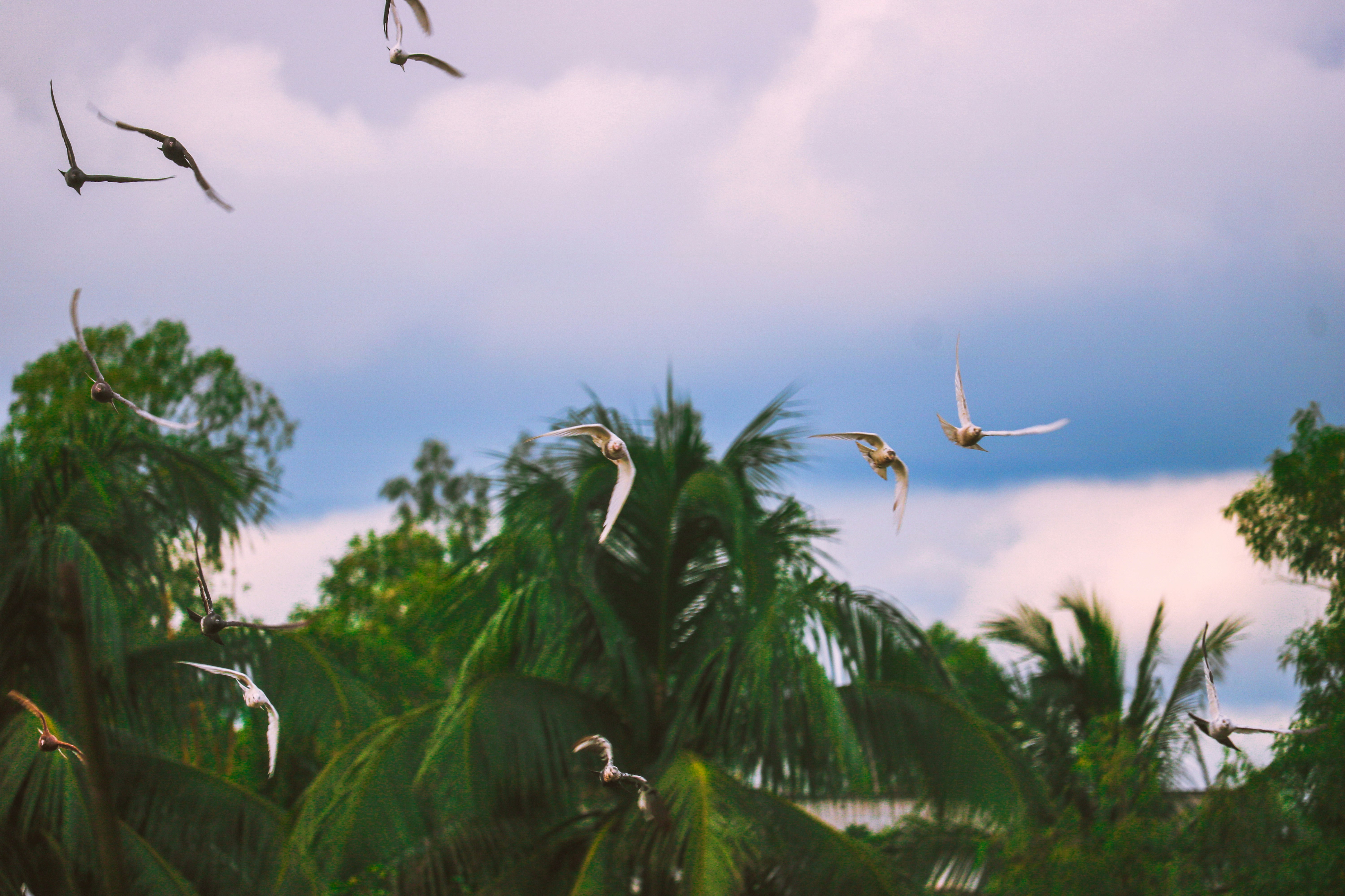 Seabirds in a Green Canopy Over Tropic Skies