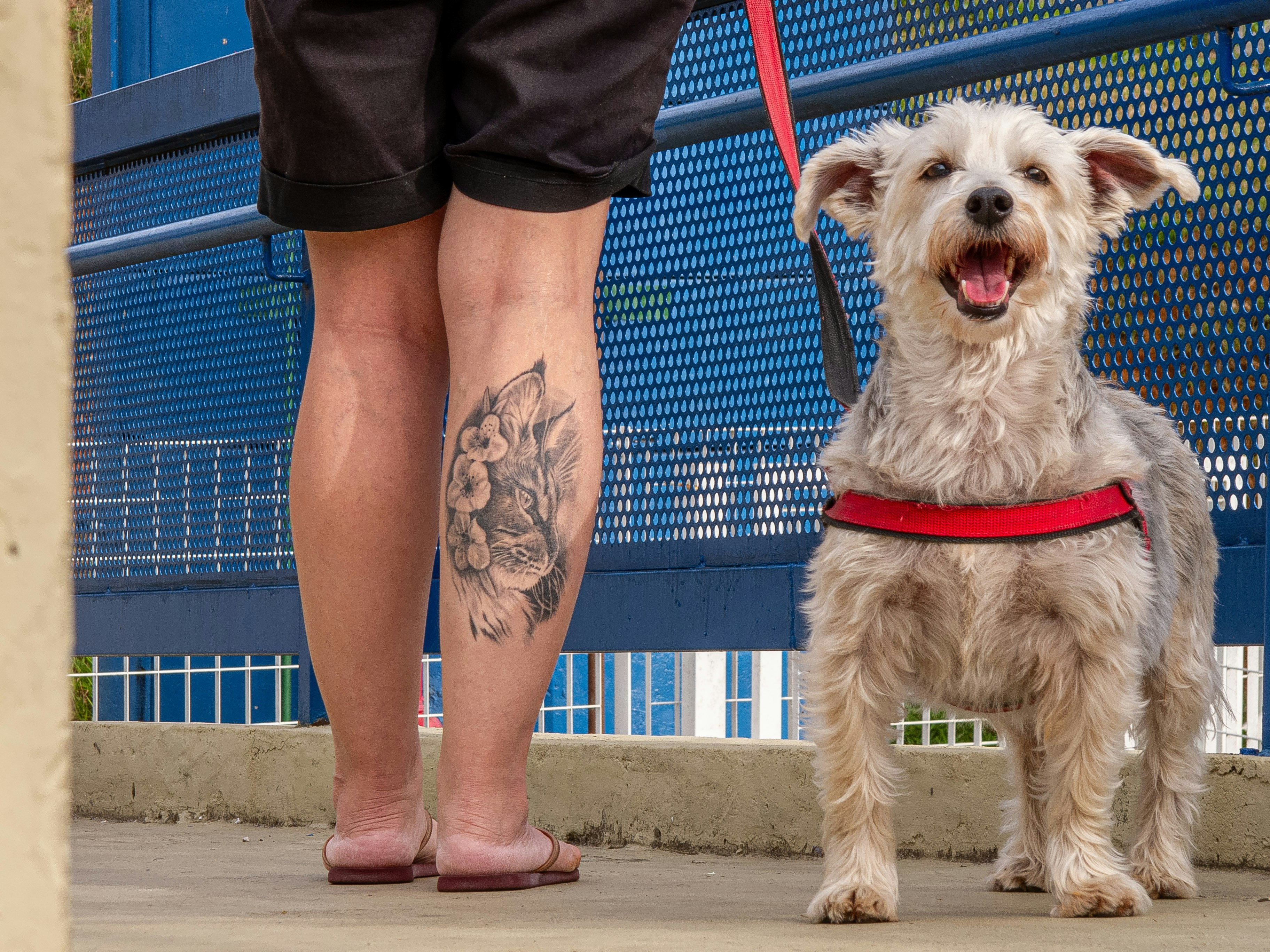 Tattooed calves and a cheerful terrier: a sunny sidewalk portrait