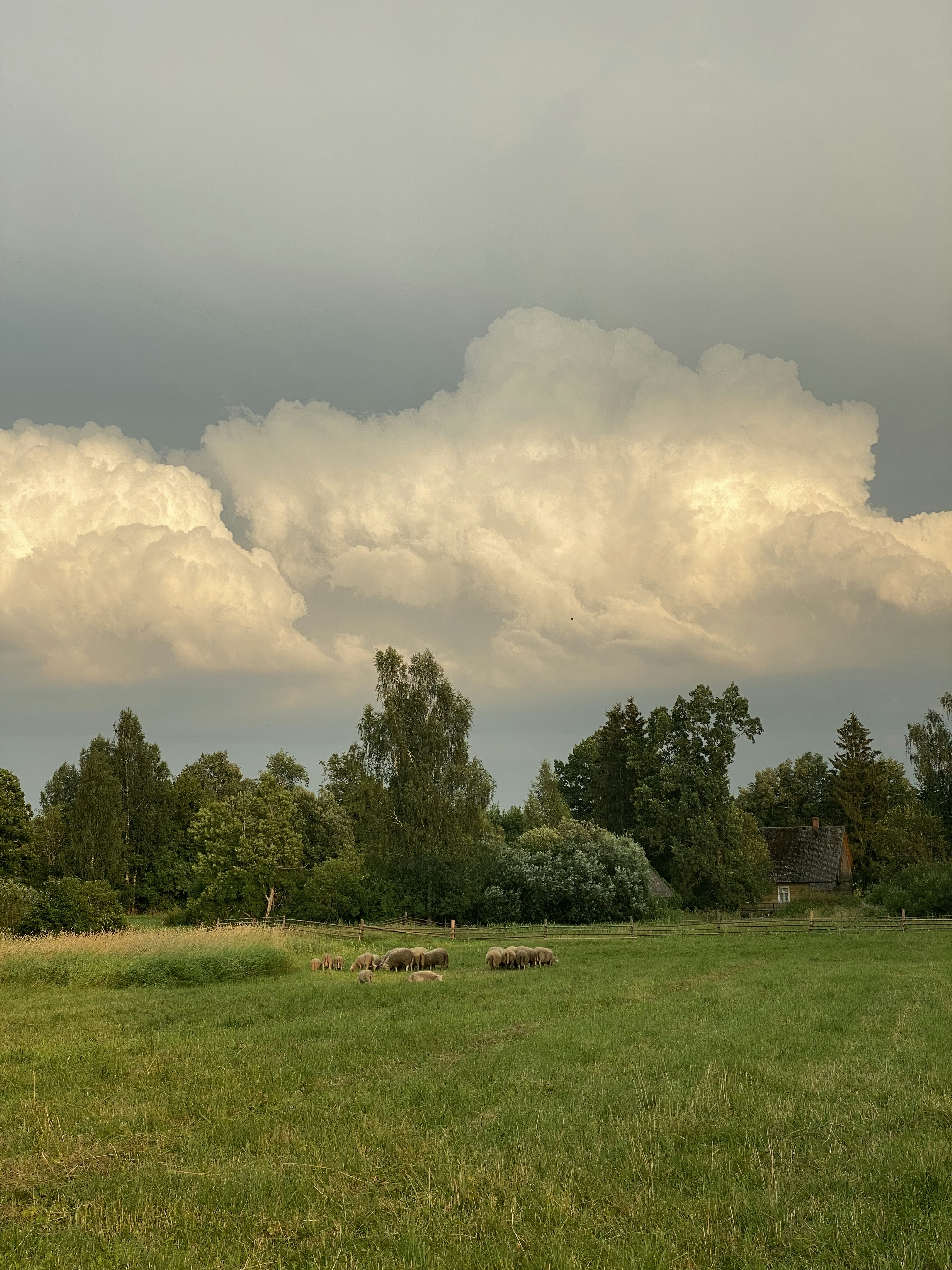 Grazing in the Golden Hour: Sheep by a Cottage Under Cumulus Clouds