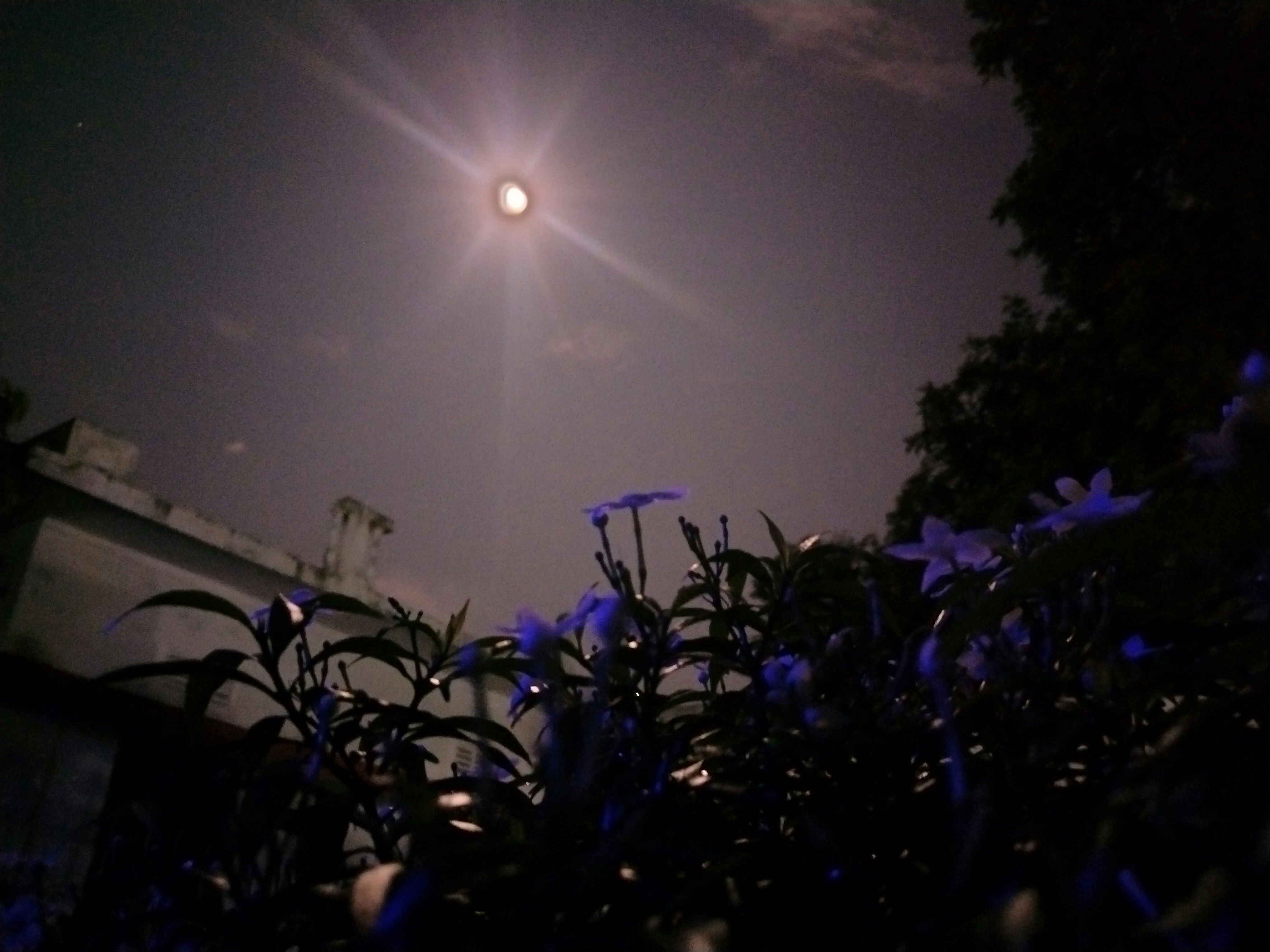 Photo by Mohammad Ekram Ashraf with Vivo T1 5G