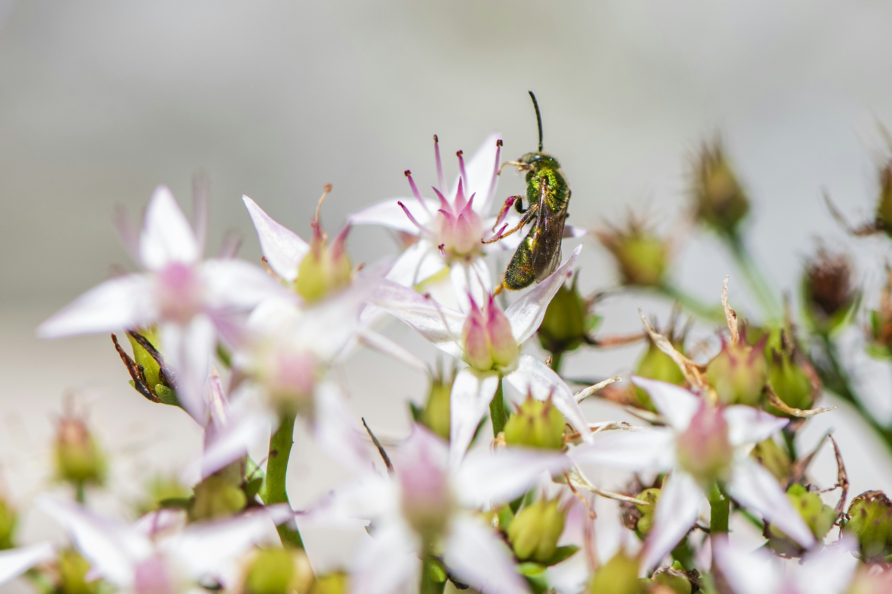 Solitary Bee on a Spire of Pink-White Blooms