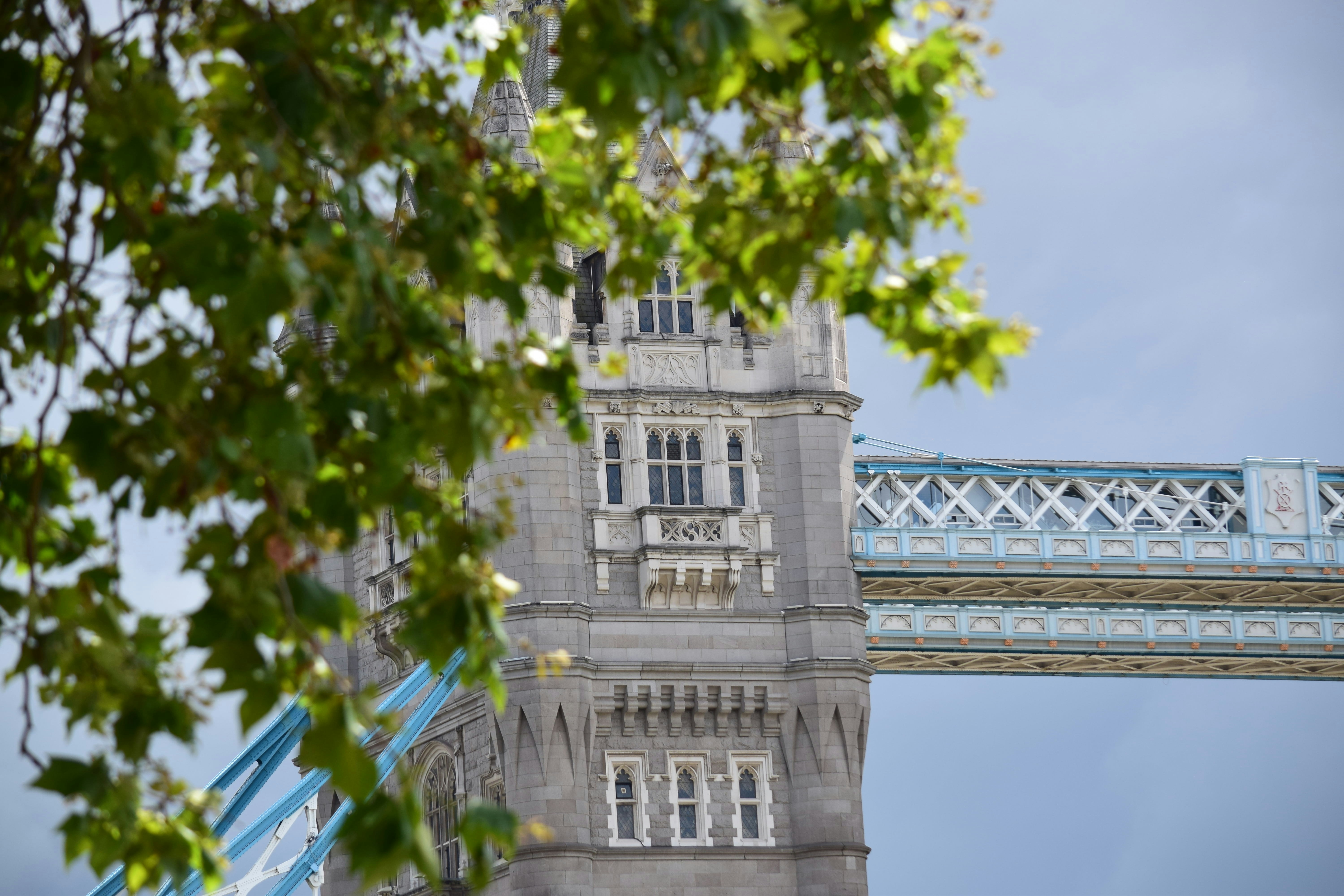 Tower Bridge Through a Green Canopy