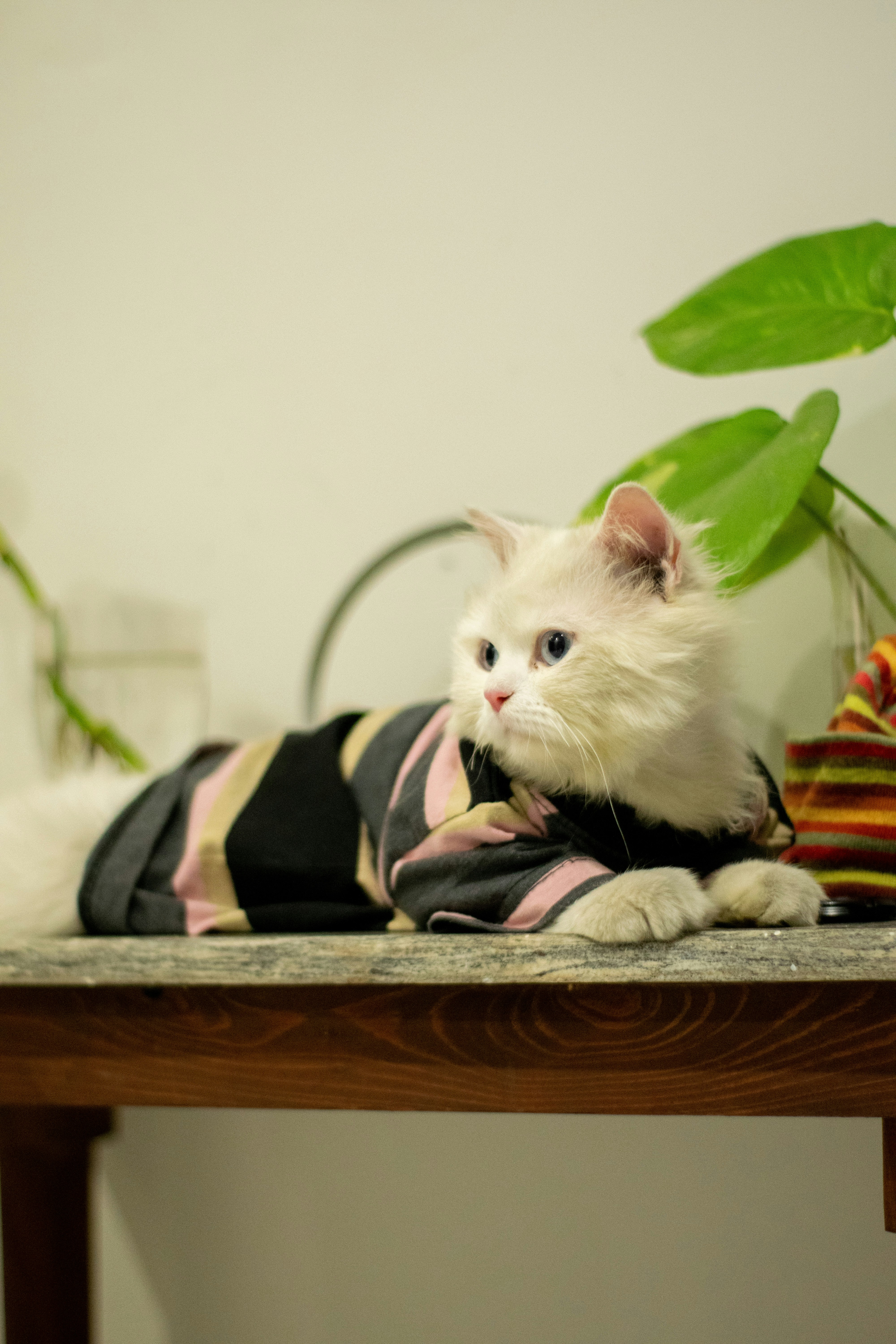 Quiet Edge: White Cat in a Striped Sweater Lounges on a Wooden Table