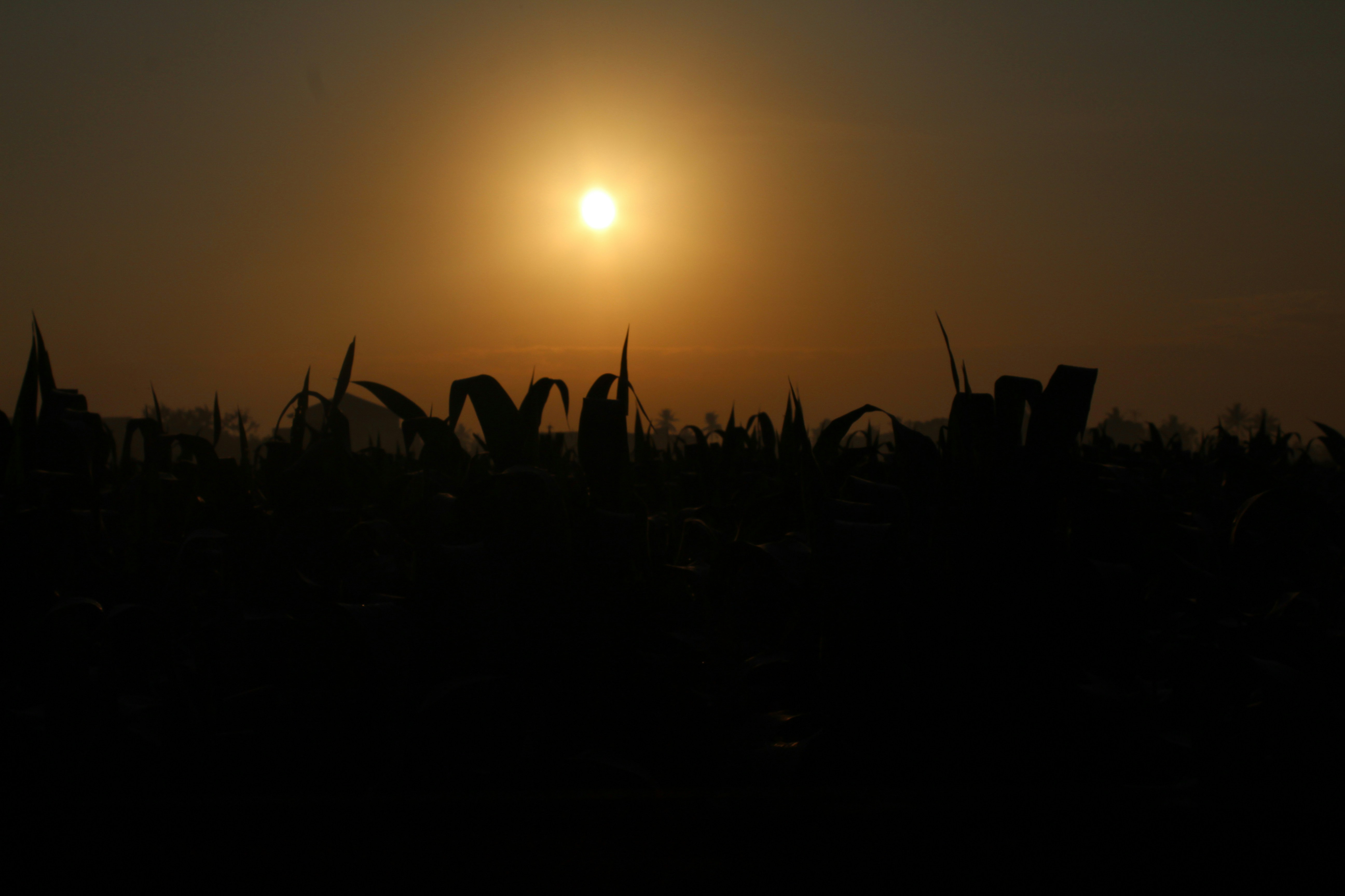 Sunrise in the corn fields, the silhouette of the corn plants with the beautiful sunrise makes the landscape very calming.