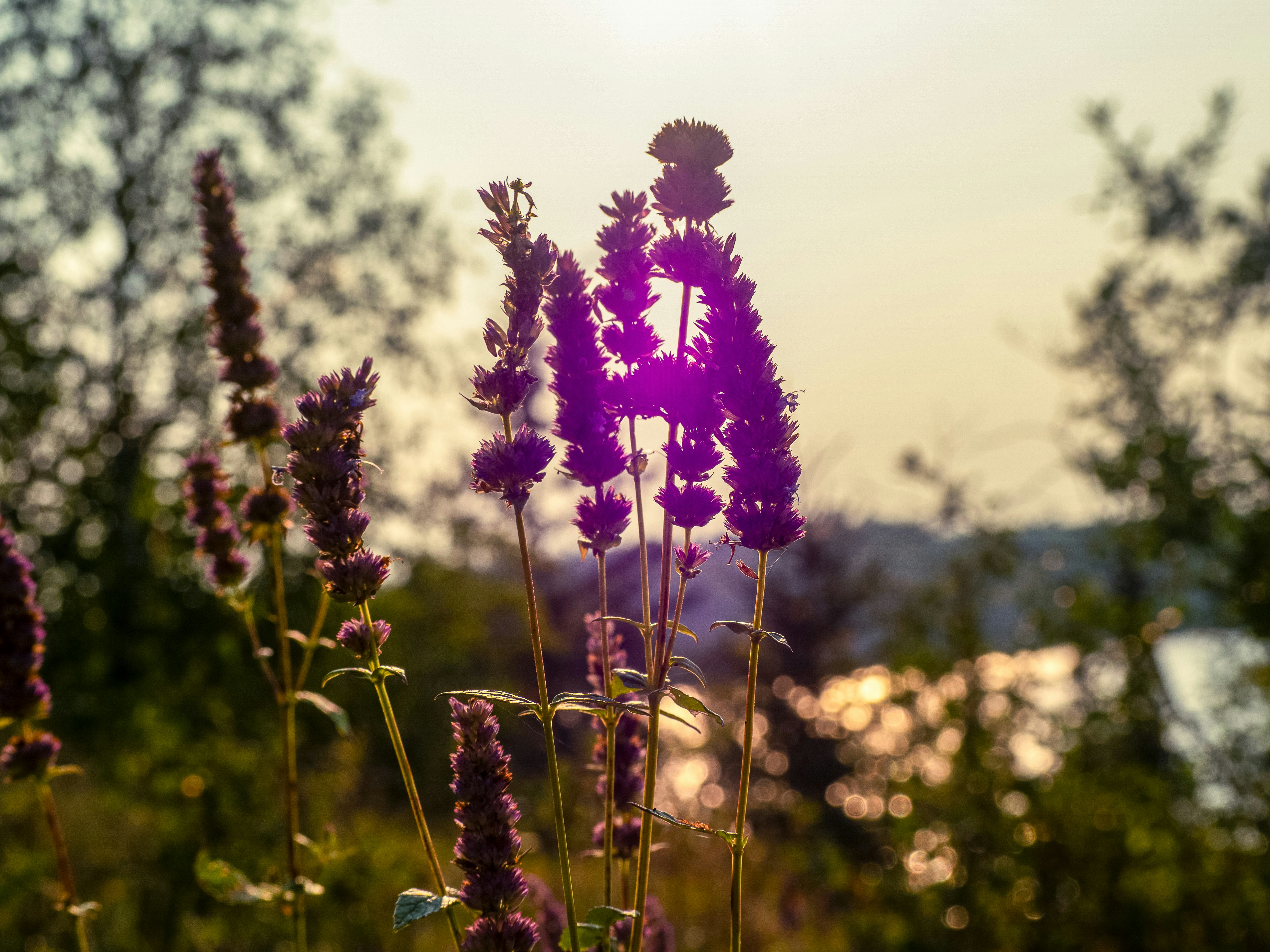 Backlit Lavender Spires in Golden Hour