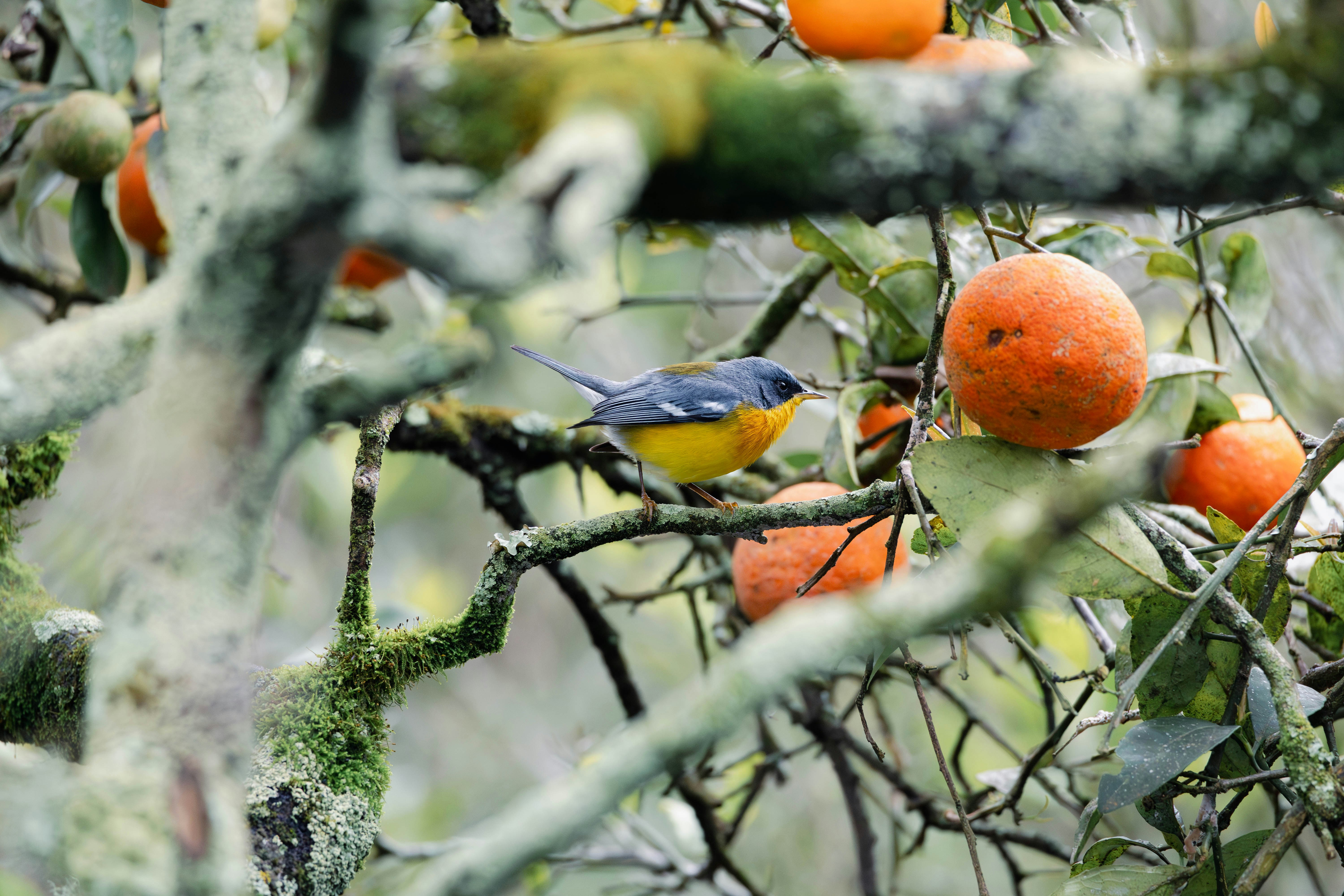 Orange Orchard Bloom: A Small Bird on a Mossy Branch
