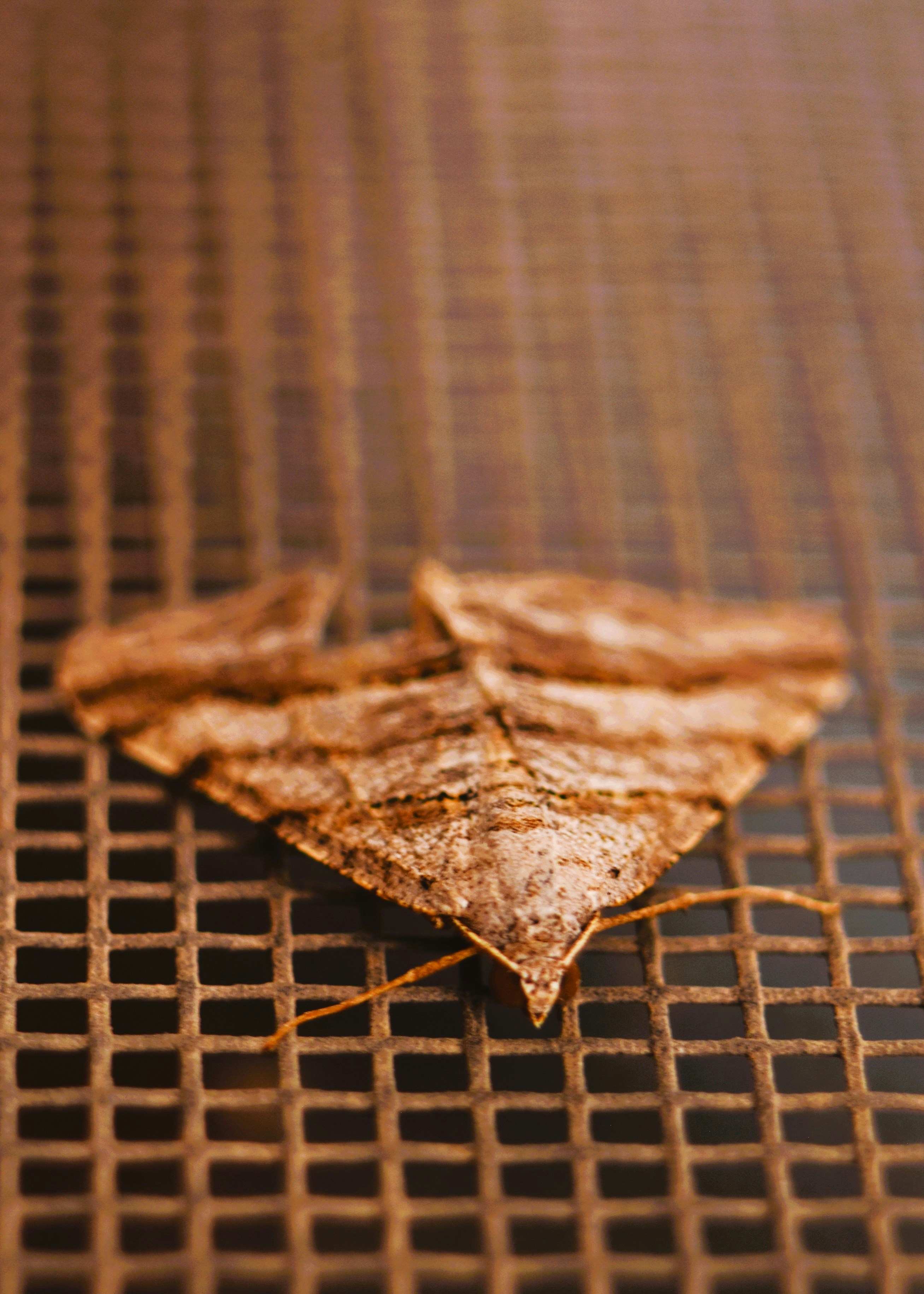 Ember-Grain Still Life: dried leaves on a grill in copper light