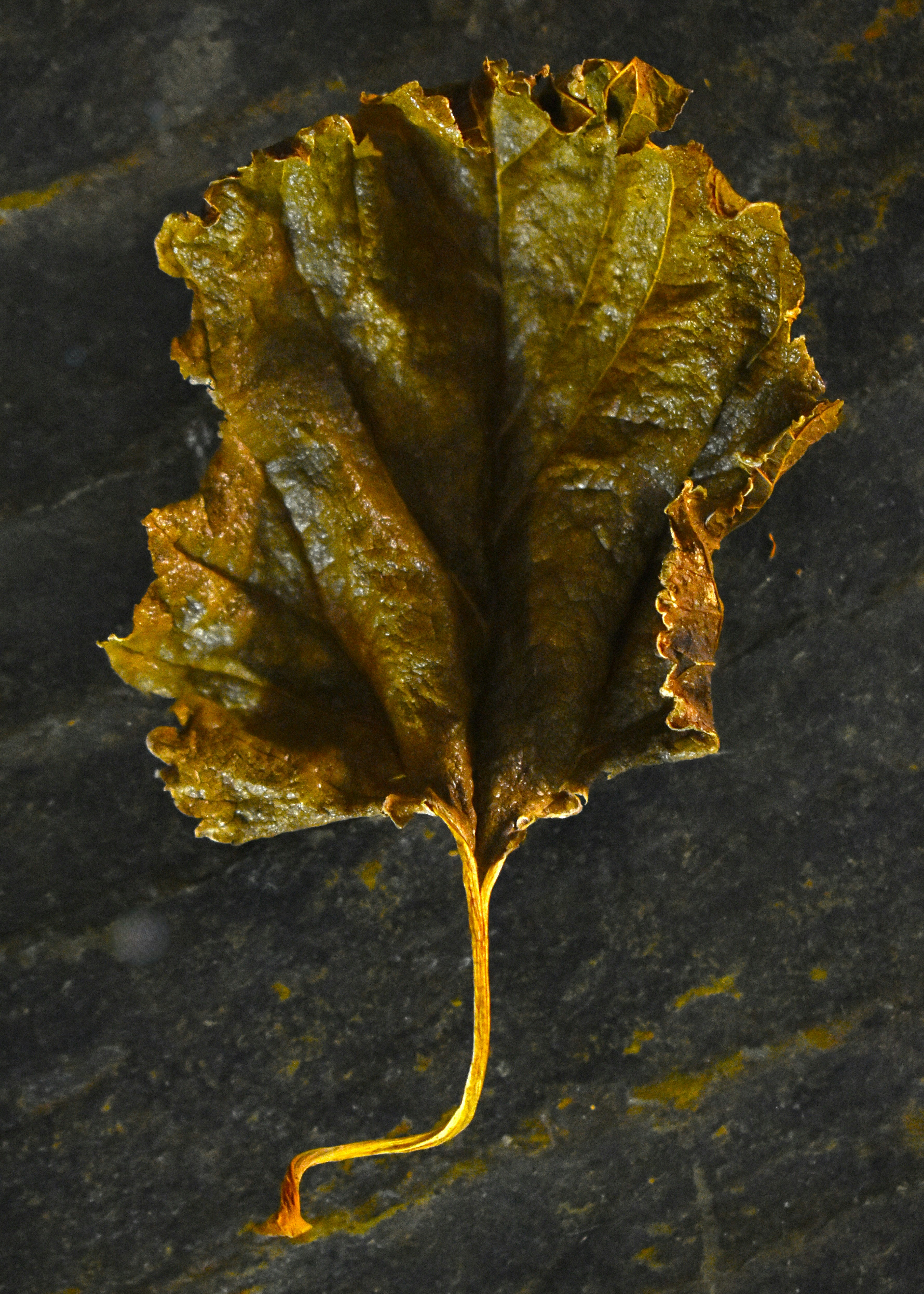 Imágenes de Hoja De Maple Para Imprimir | Descarga imágenes gratuitas ...