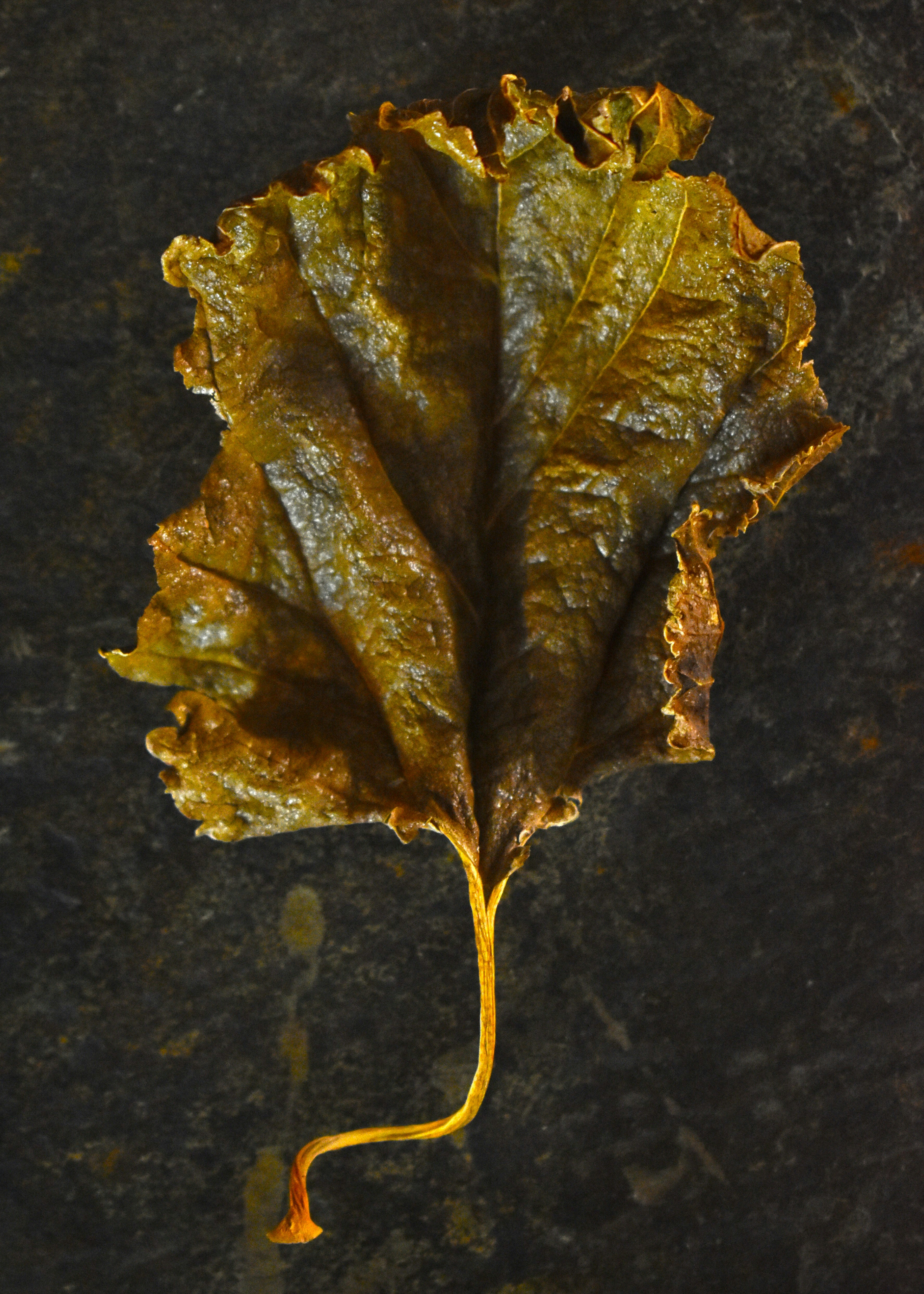 Withered Leaf on a Dark Terrain: Echoes of Autumn's Texture