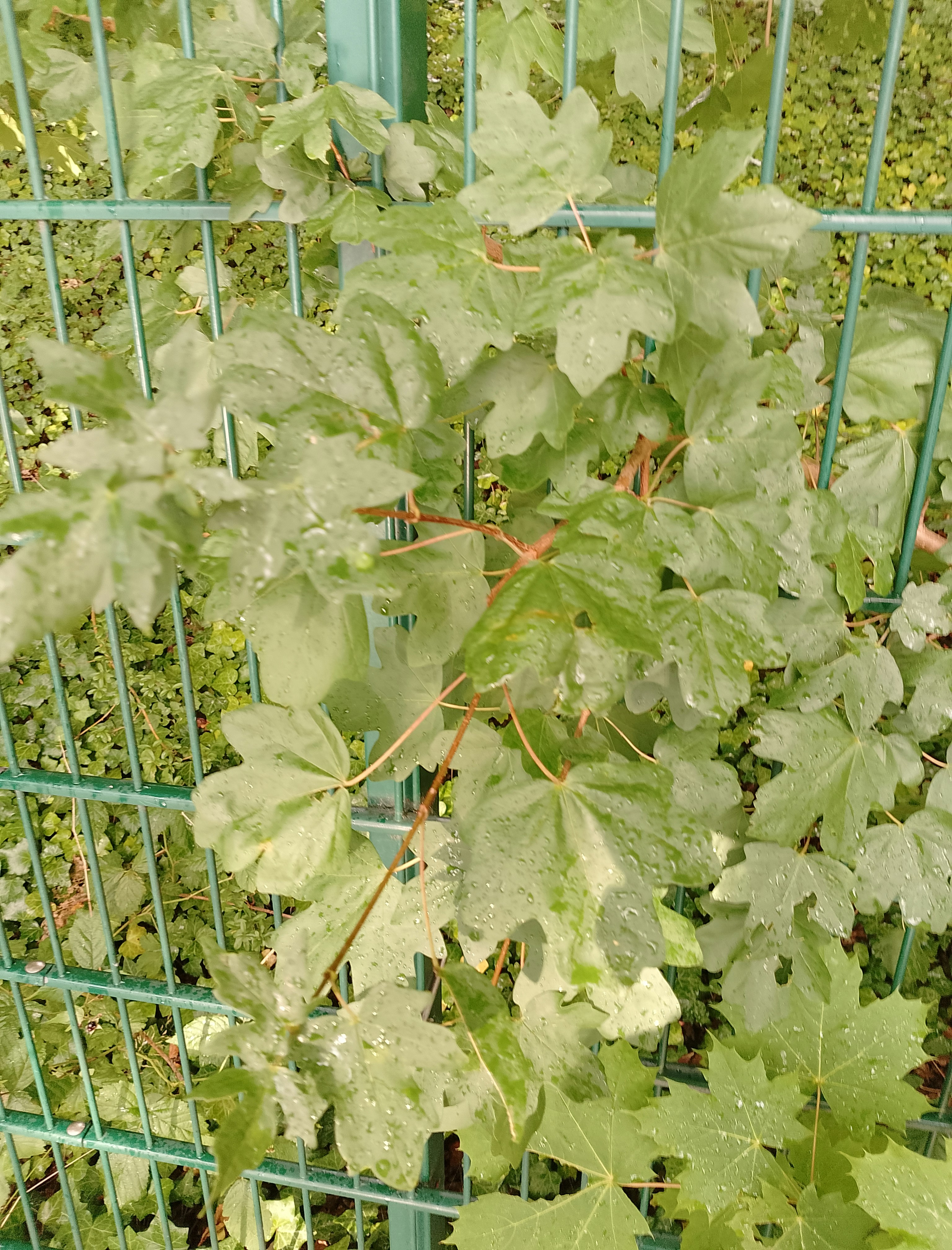 Ivy Confronts the Fence: A Green Cascade Climbing Skyward