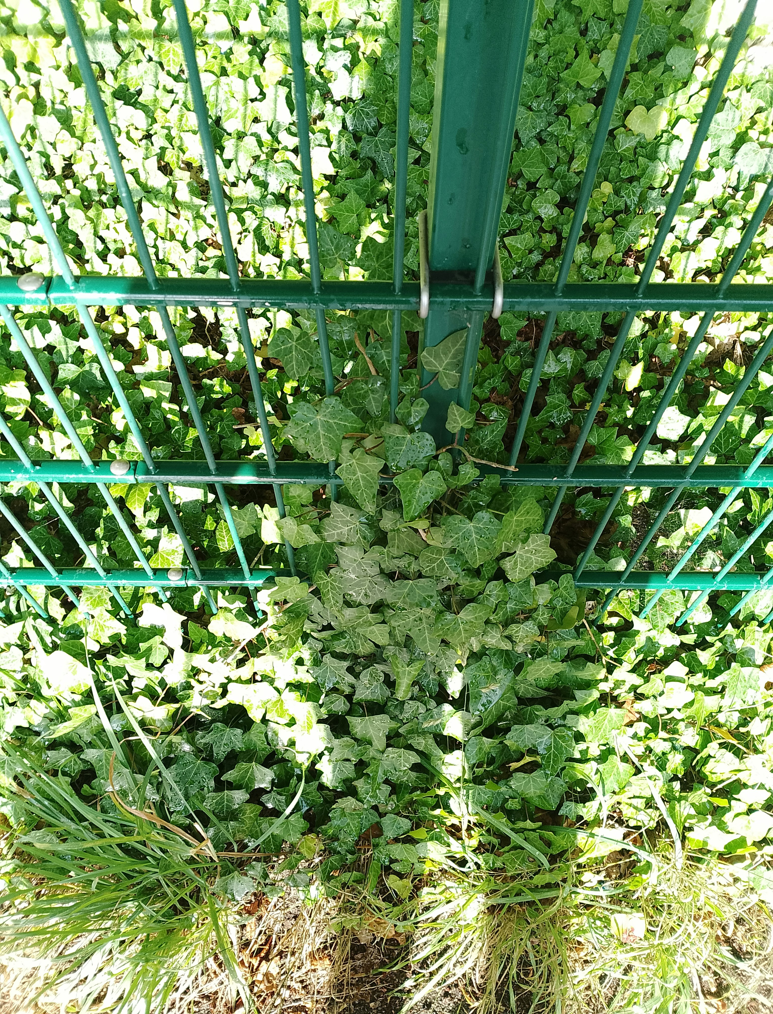 Green Veil Climbing a Rusted Fence: Ivy Weaving Through Metal Grids